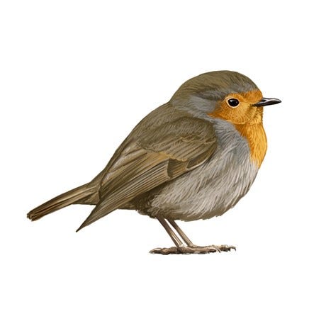 Robin Research | Substack