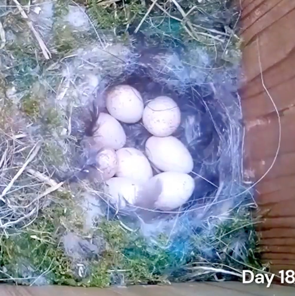 Easy Sunday: Bird. Bird nest. Bird Eggs. Baby Birds. Empty nest.