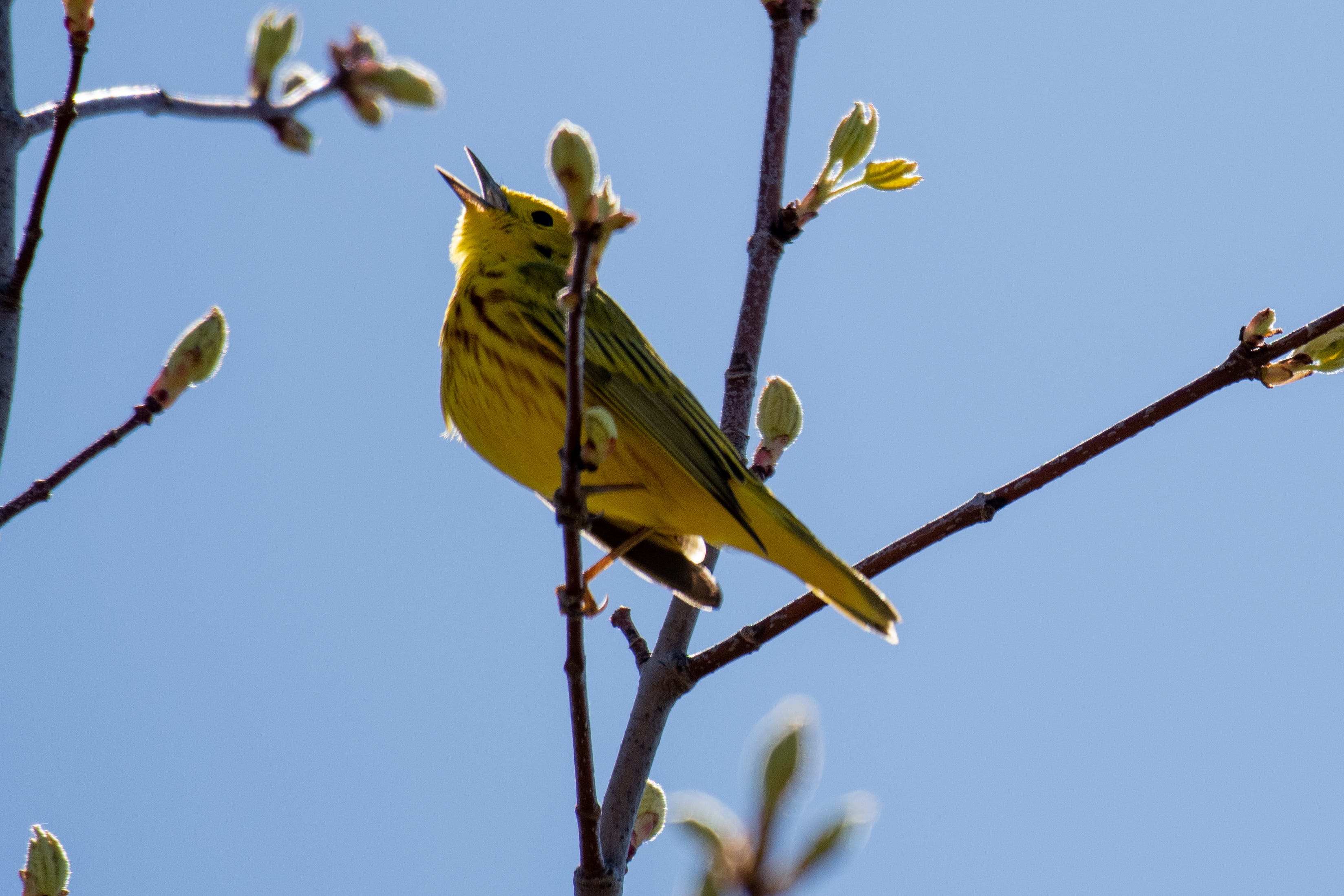 Warblers and fly casting - by James Freitas - Rock & Hawk