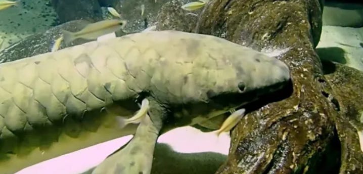 Methuselah the Lungfish - Oldest Living Aquarium Fish in the World