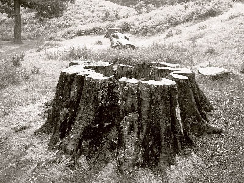 Hope from the Roots - by Ragan Sutterfield