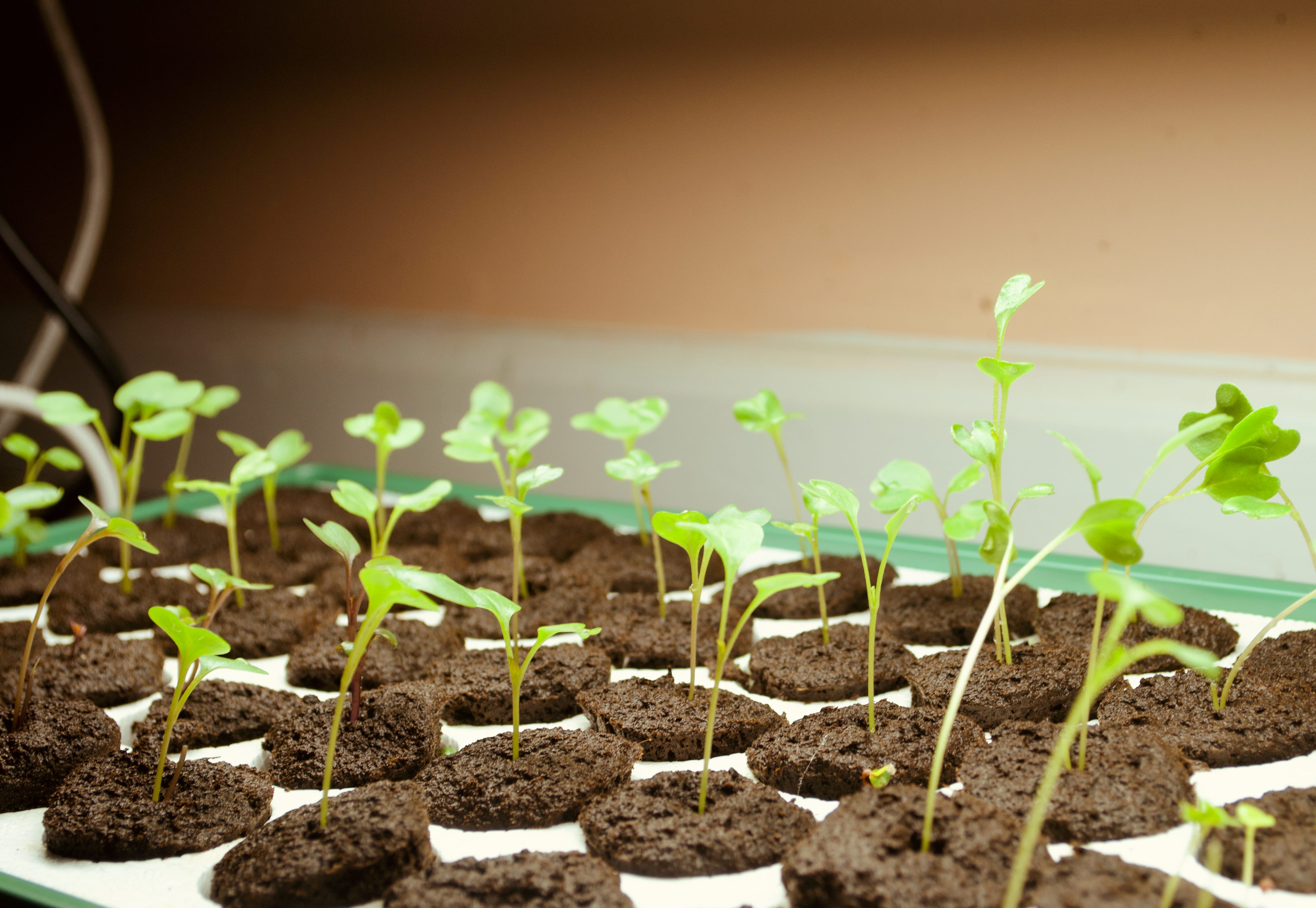 I've Got Your Bawk - by AC Shilton - AffirmationChickens