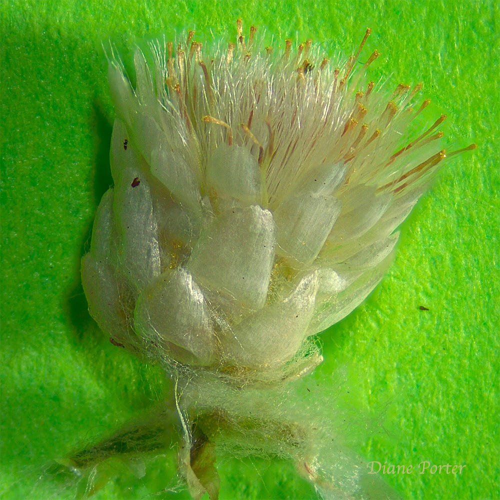 Sweet Everlasting - by Diane Porter - My Gaia