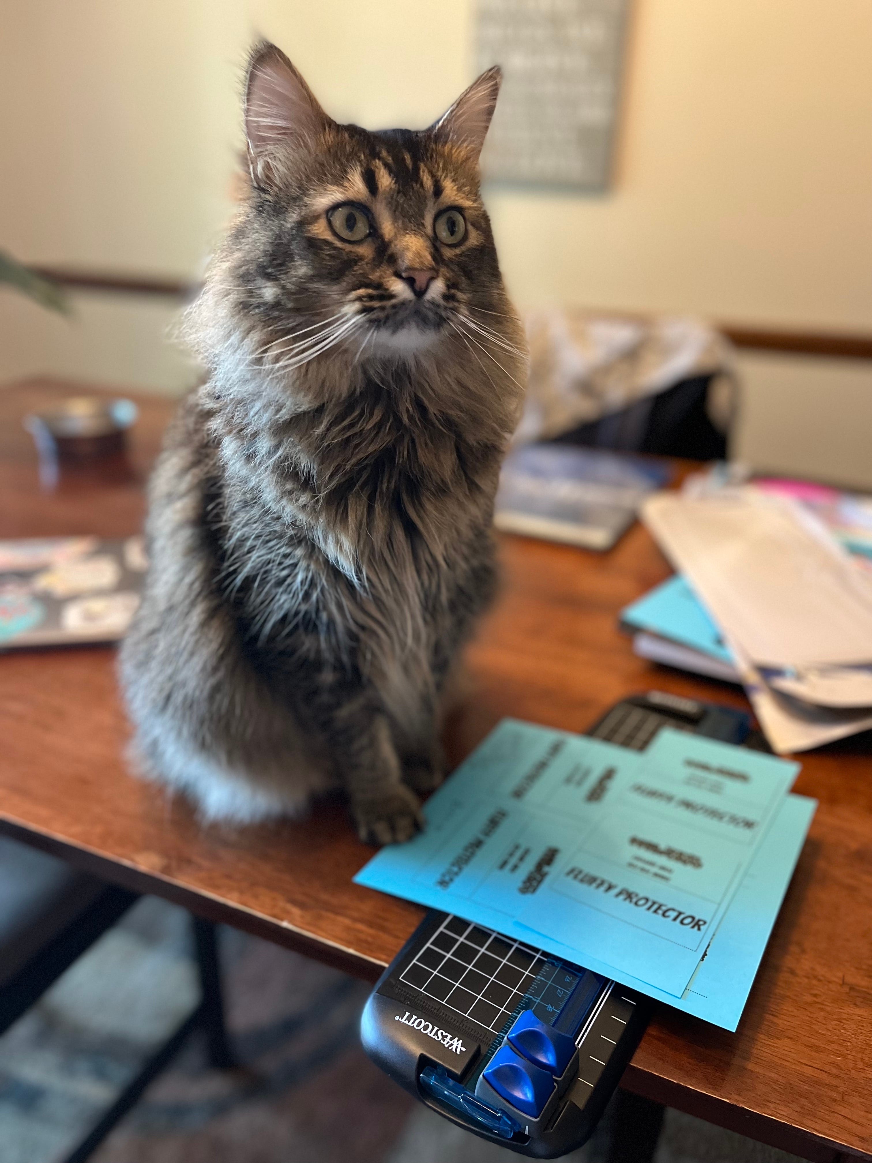 FLUFFY DEBUT - by Jason Colvin - Fluffy Protector