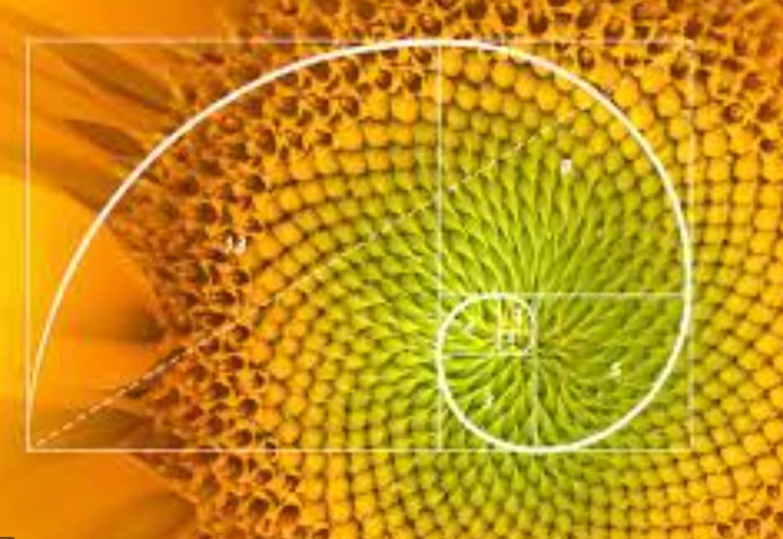 The Fibonacci Sequence - the bridge between Math, Nature, and Art