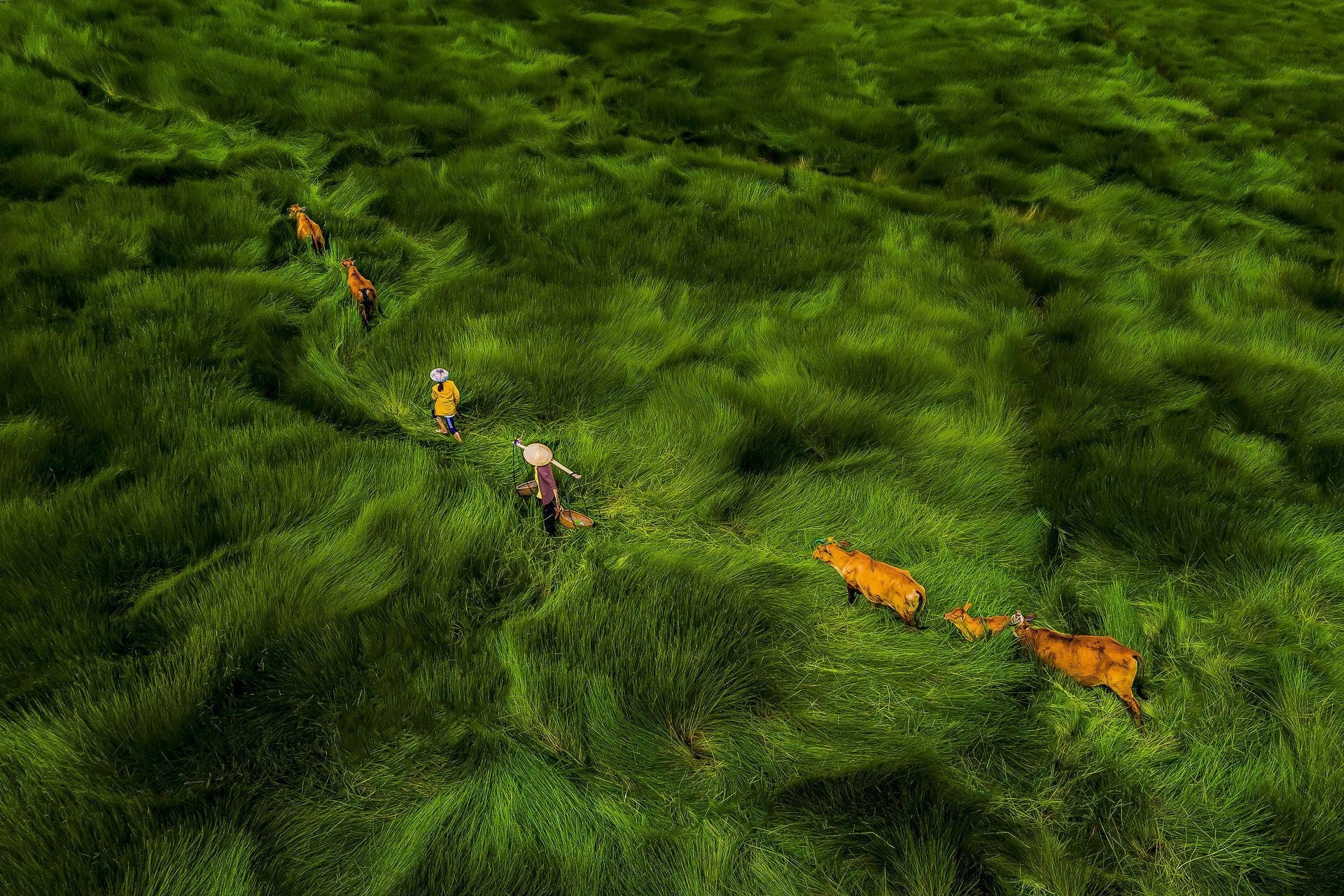 The Memory of Justice - by Michelle Jia