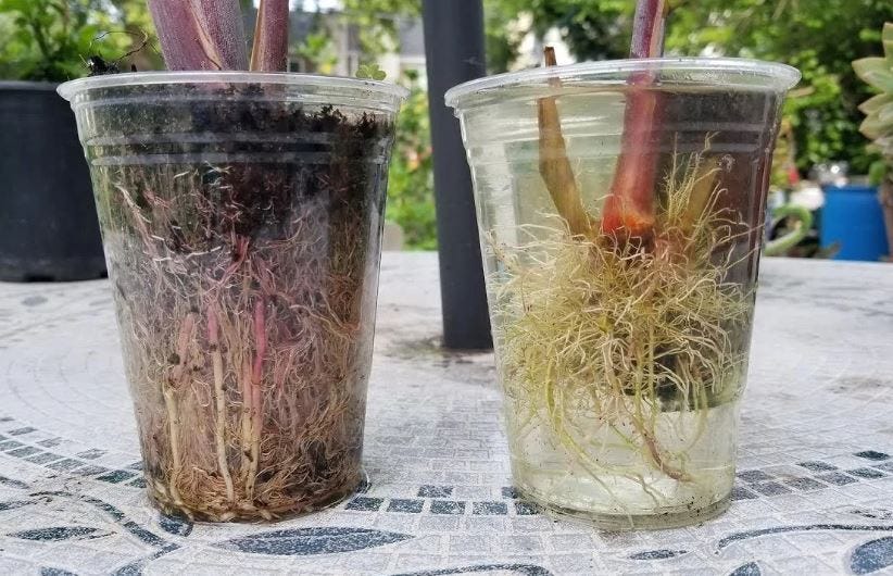 Water Roots vs. Soil Roots? - The Happy Planters