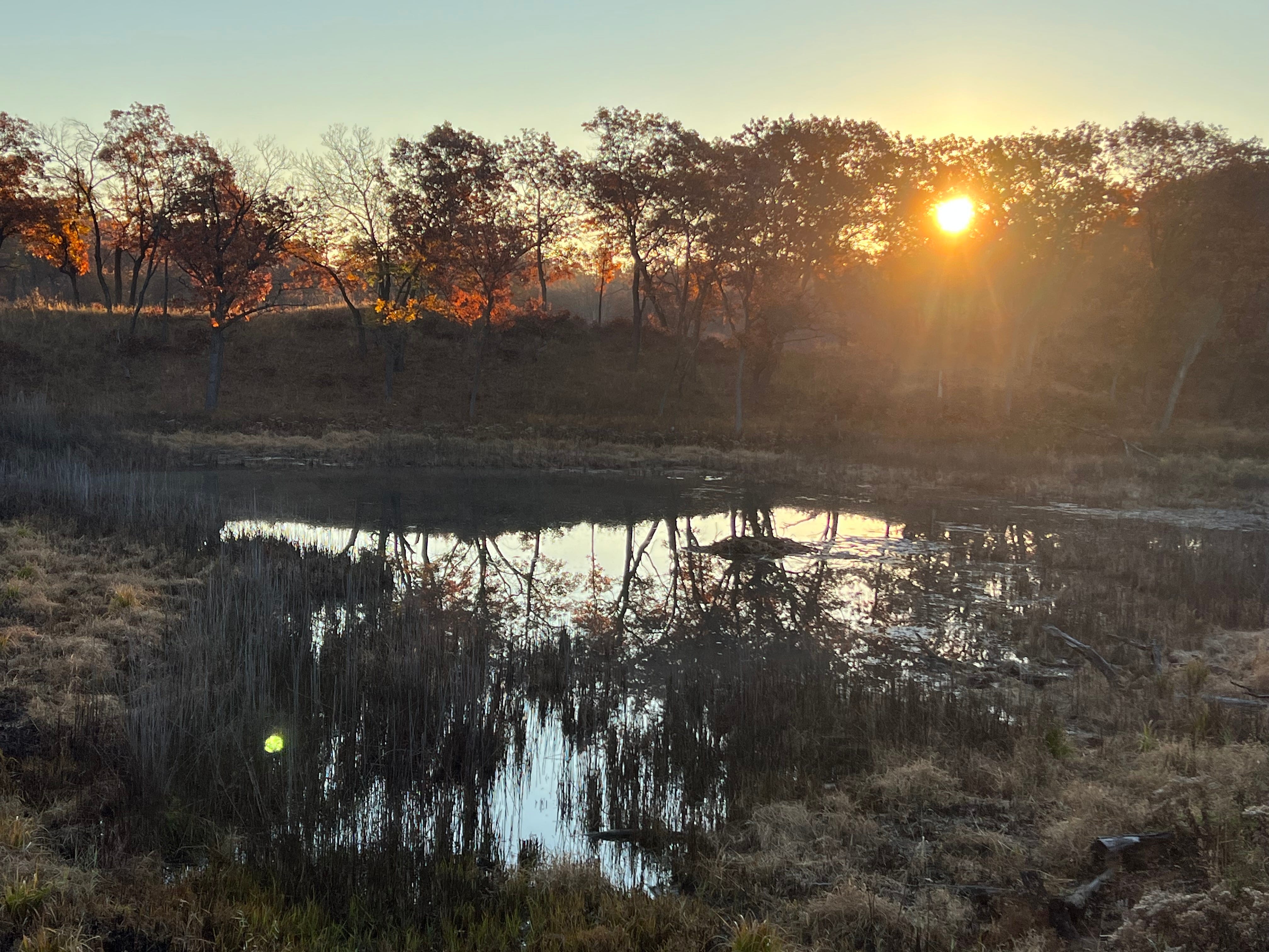 The Top Miller Beach Dune Hike: "Miller Woods"
