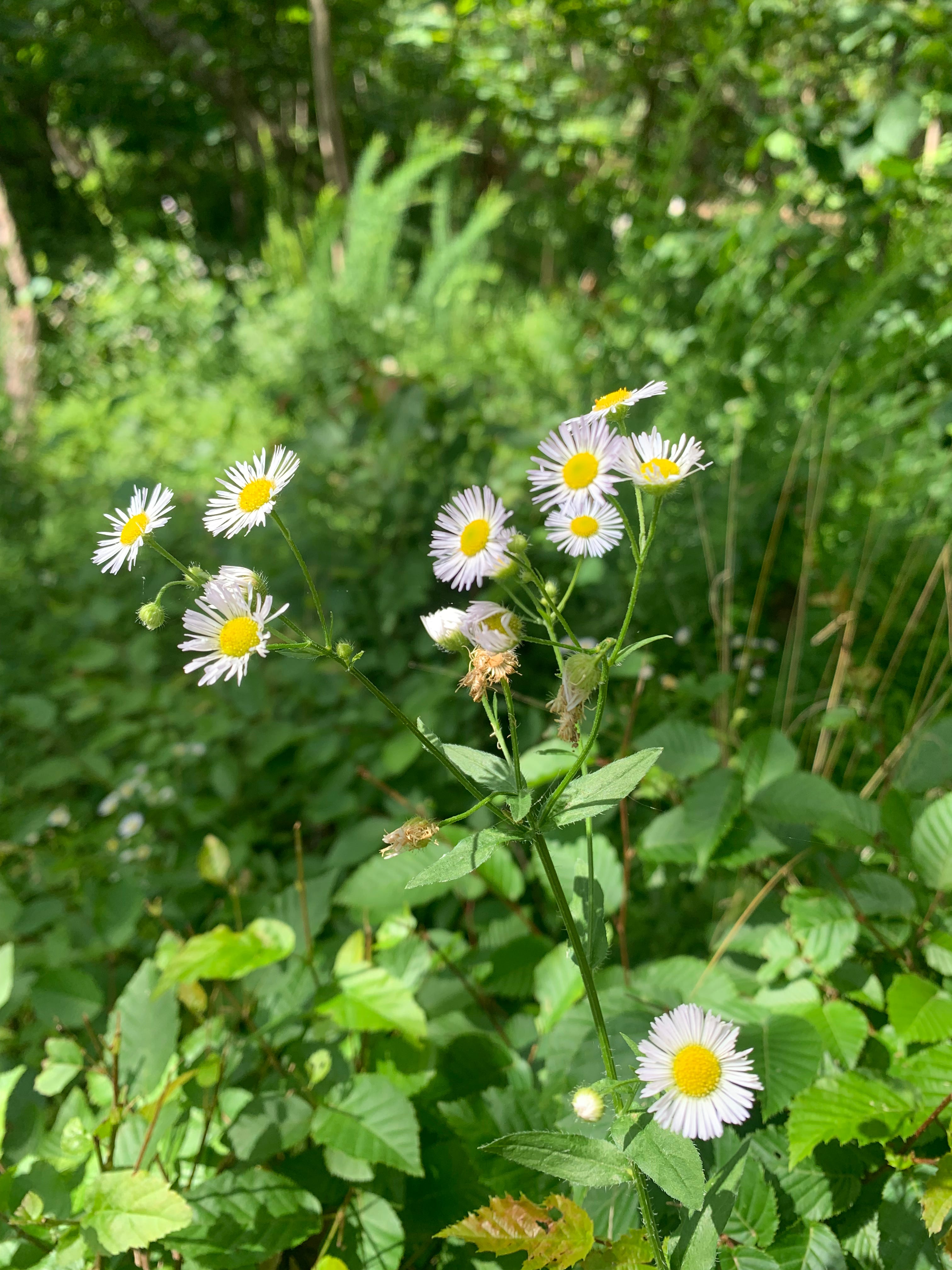 Ten Years - by Jane Ehrenfeld - Whimsy and Pique