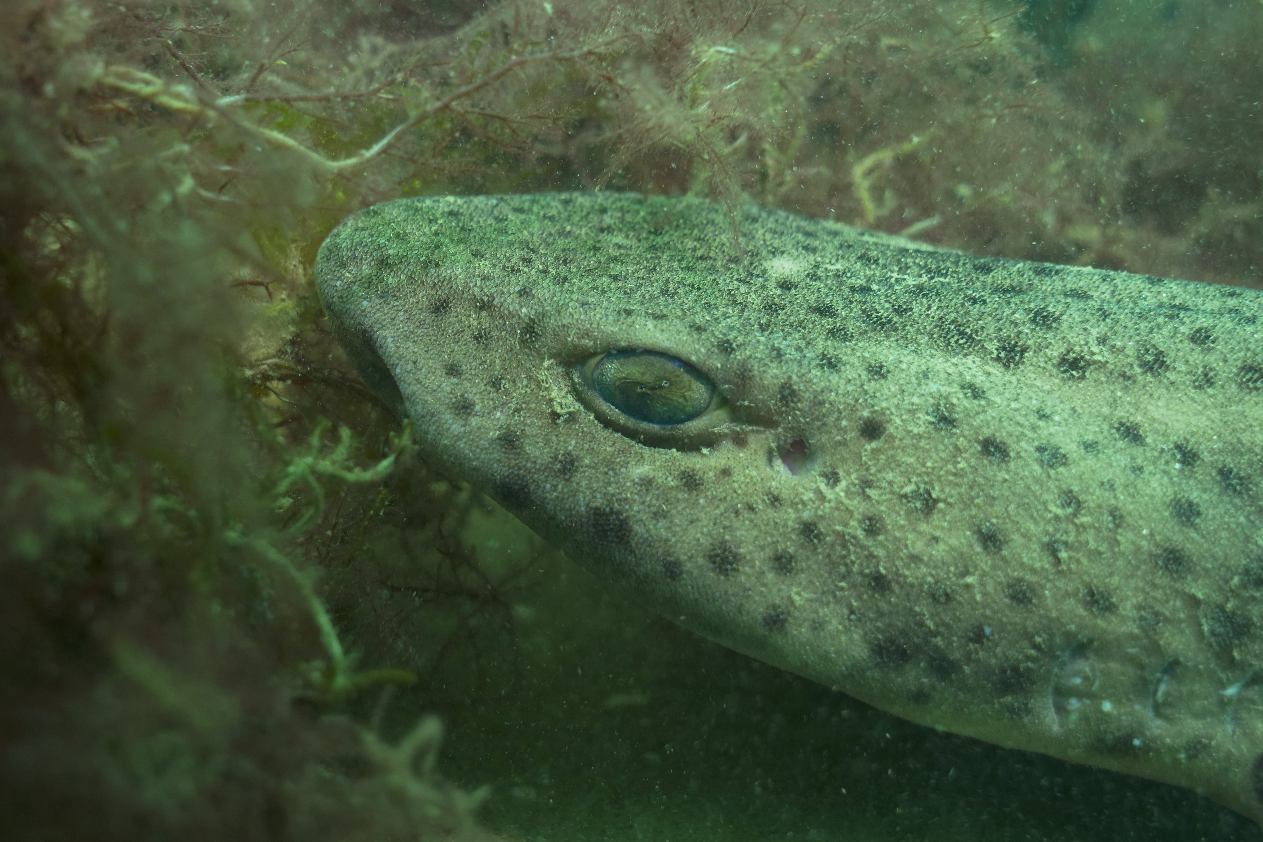 Uncovering Angel Sharks - by JDScuba - Jake Davies