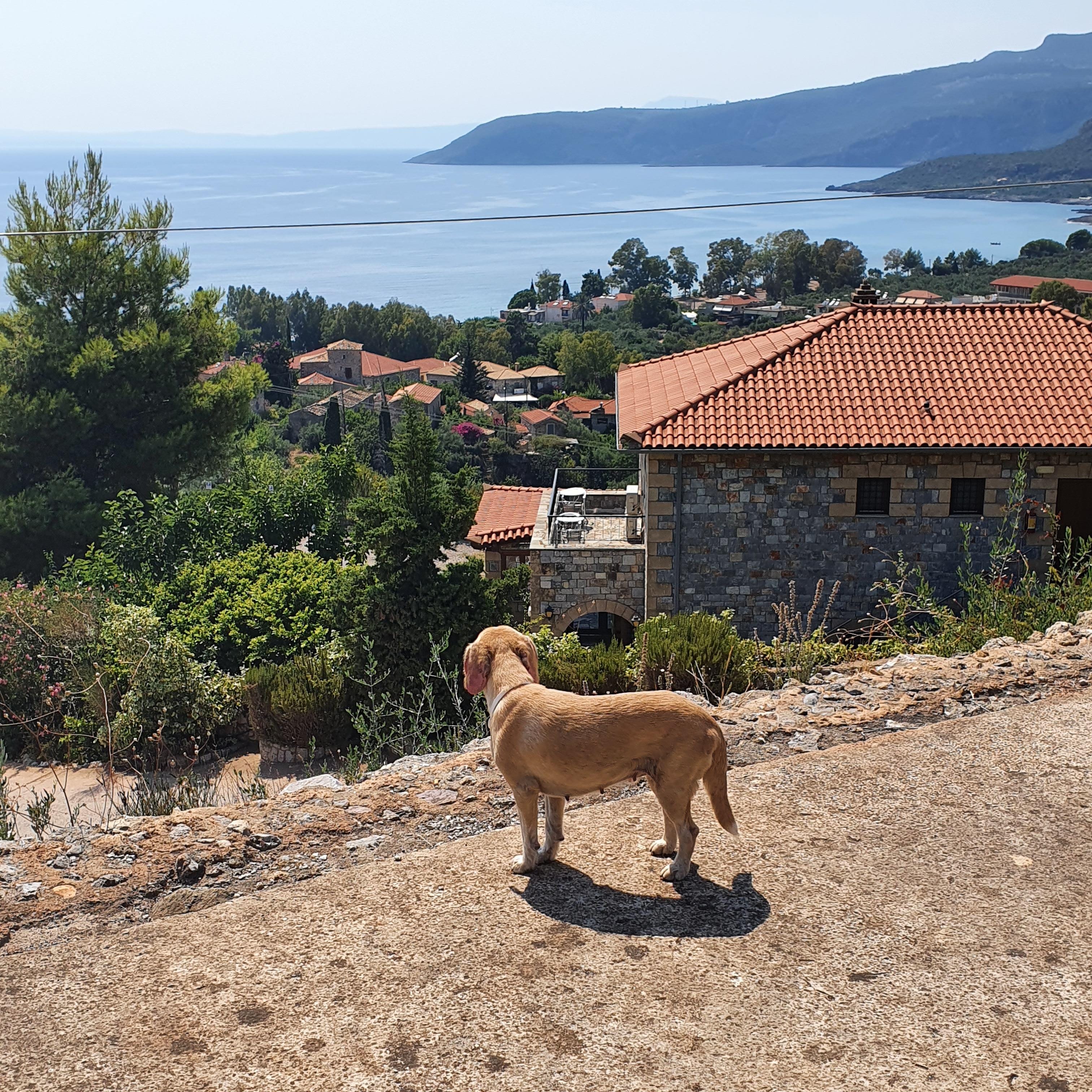 In My Own Words - A Fudge Story - Snowy’s Newsletter