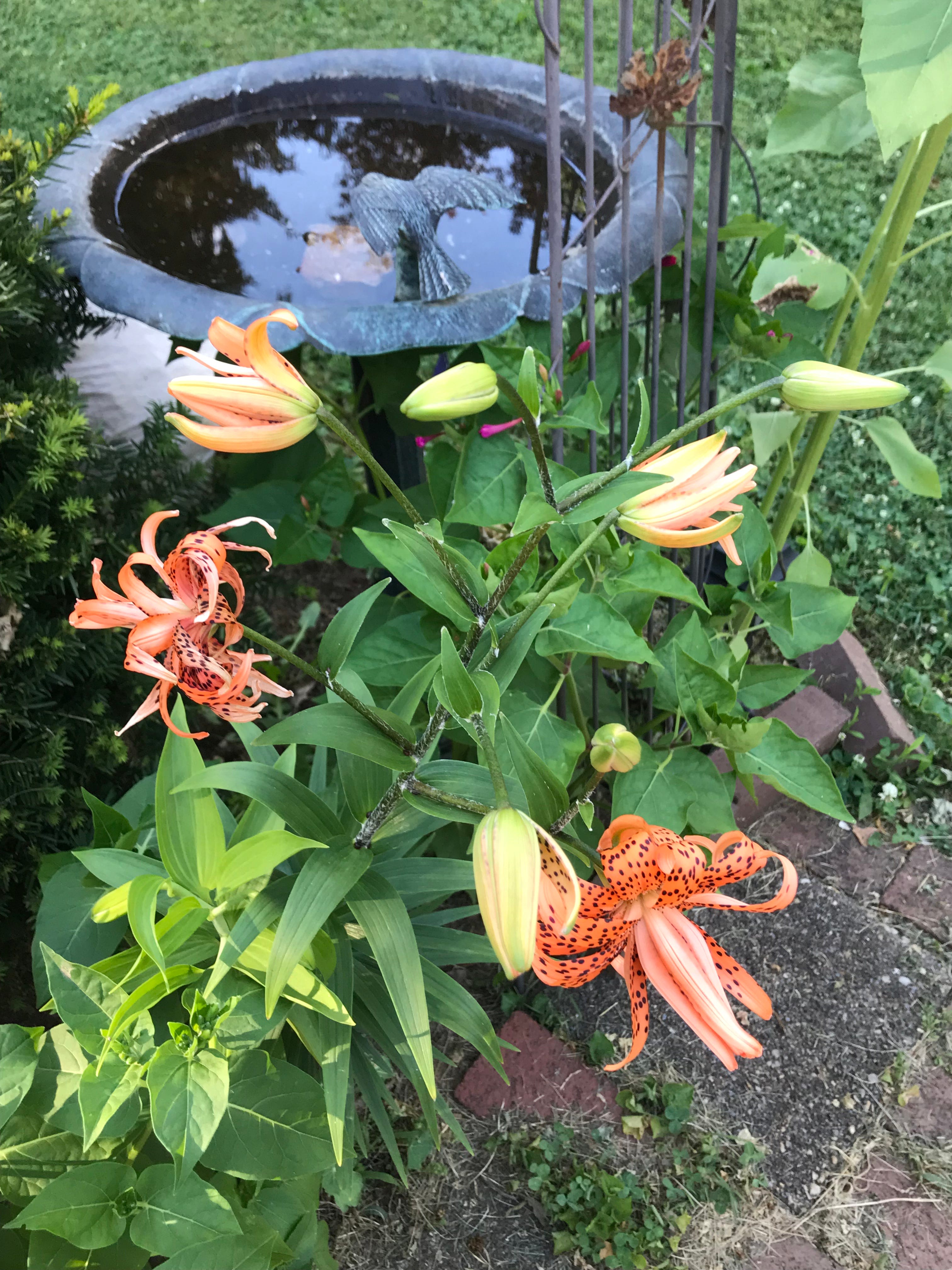 A Different Approach to Life, and Yard Work