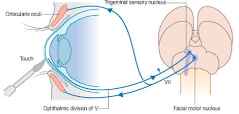 The corneal or blink reflex - by Gavin Giovannoni