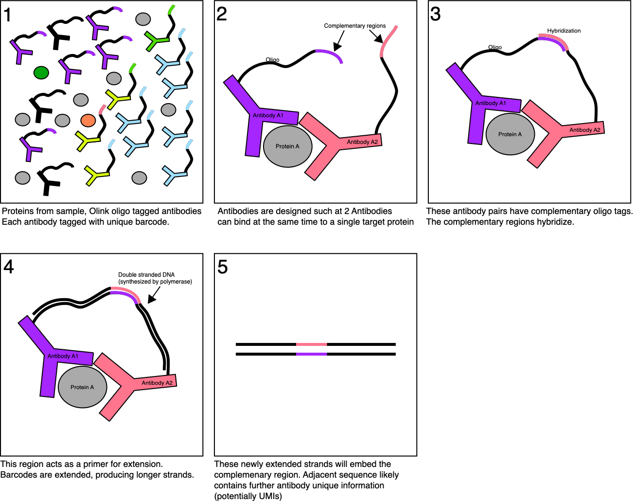 Olink - by Nava Whiteford - ASeq Newsletter