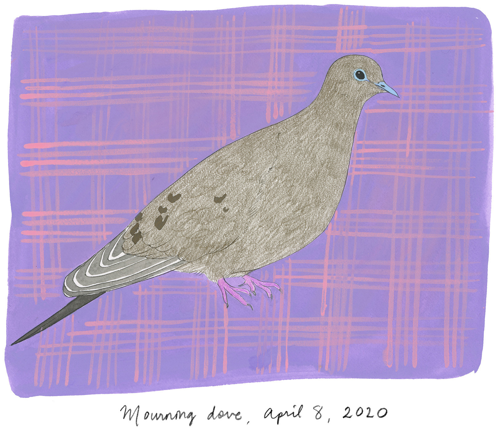 Wild Life / mourning dove - by Amy Jean Porter - Wild Life