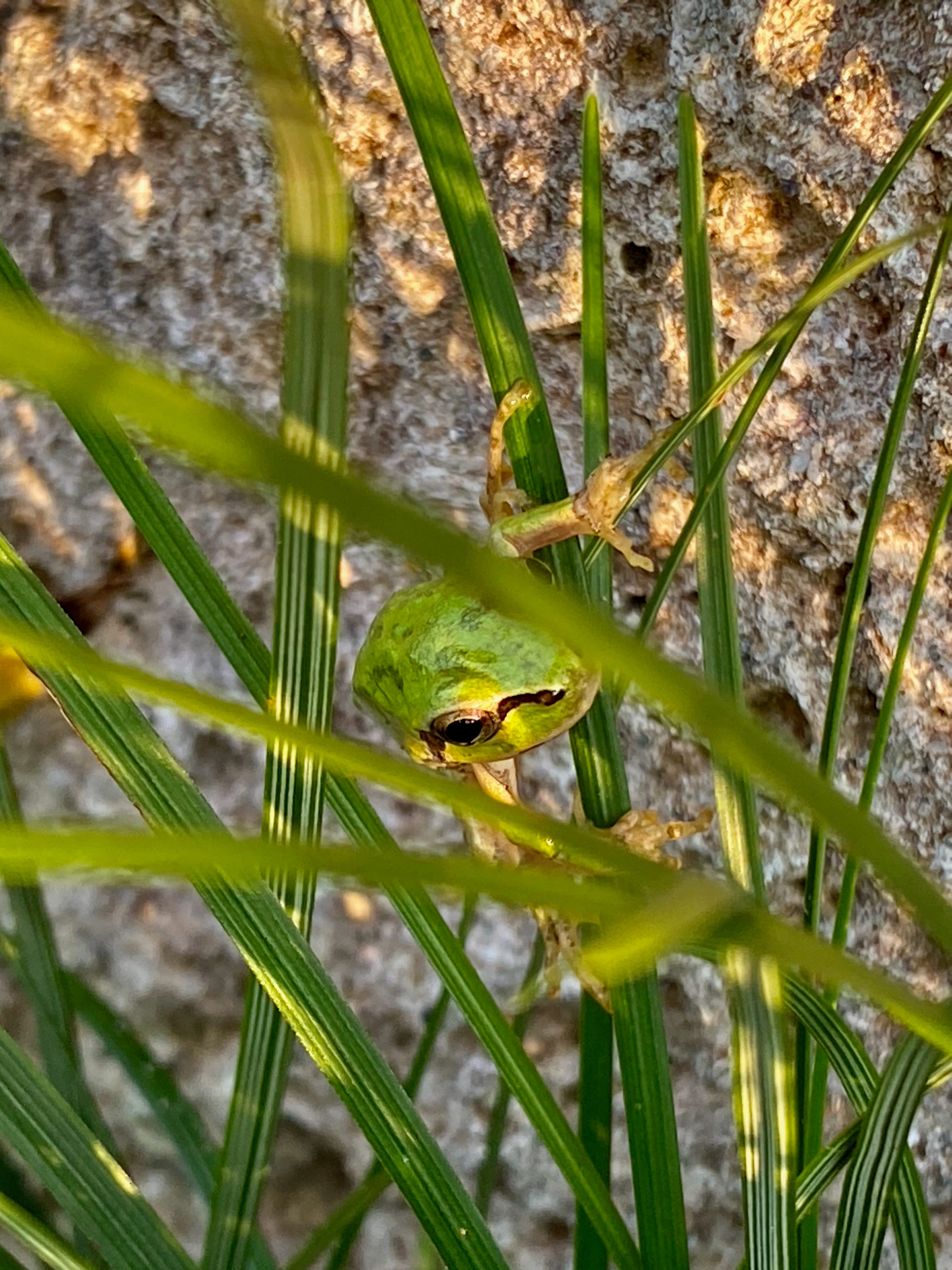 Tempestuous Child - by Joel Neff - 91 Days