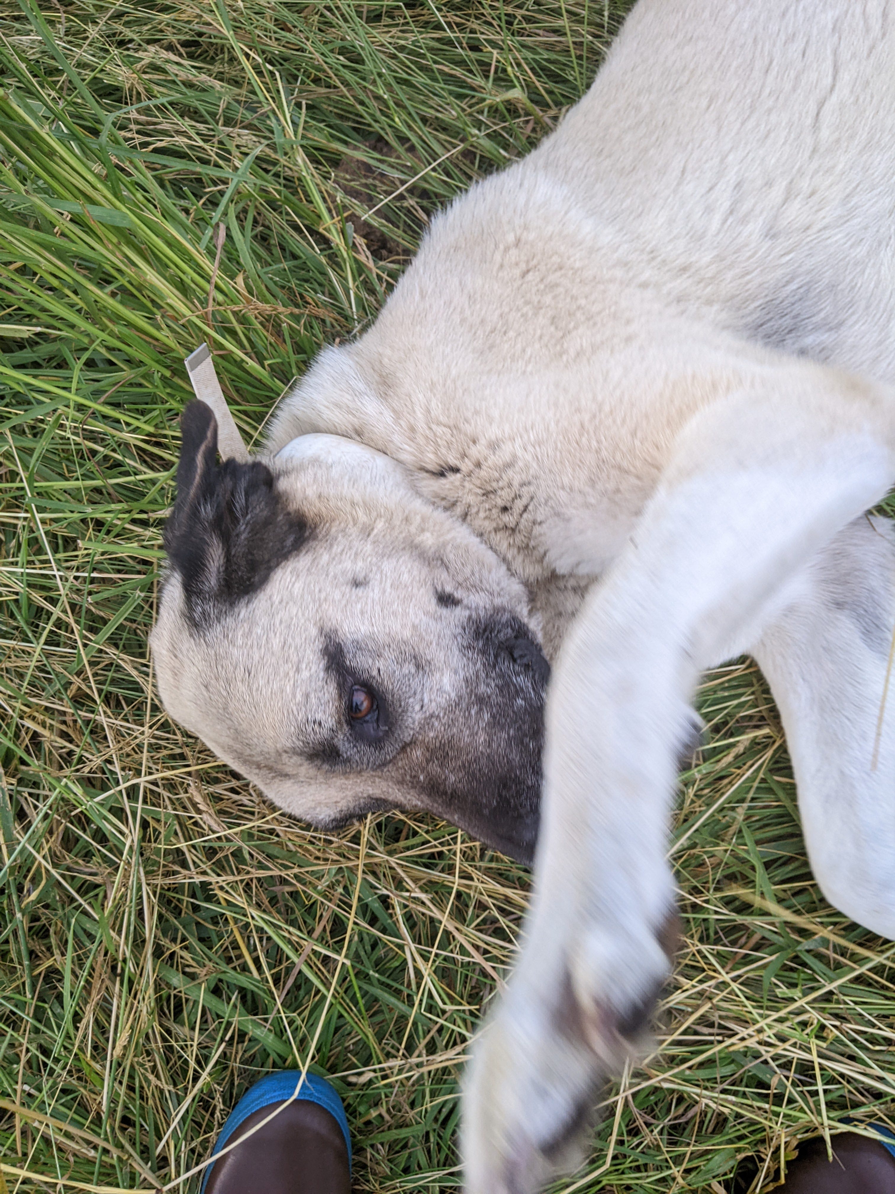 Hunt And Peck For What You Need - by AC Shilton