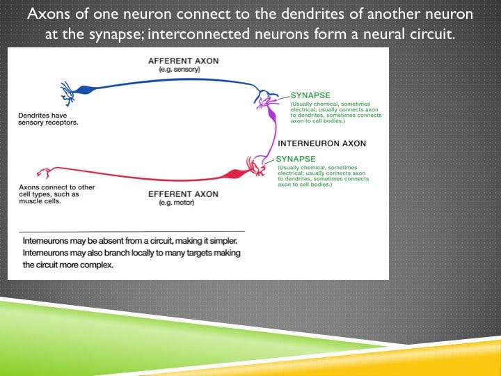 39. How Neurons Get Excited - by Chris Masterjohn, PhD