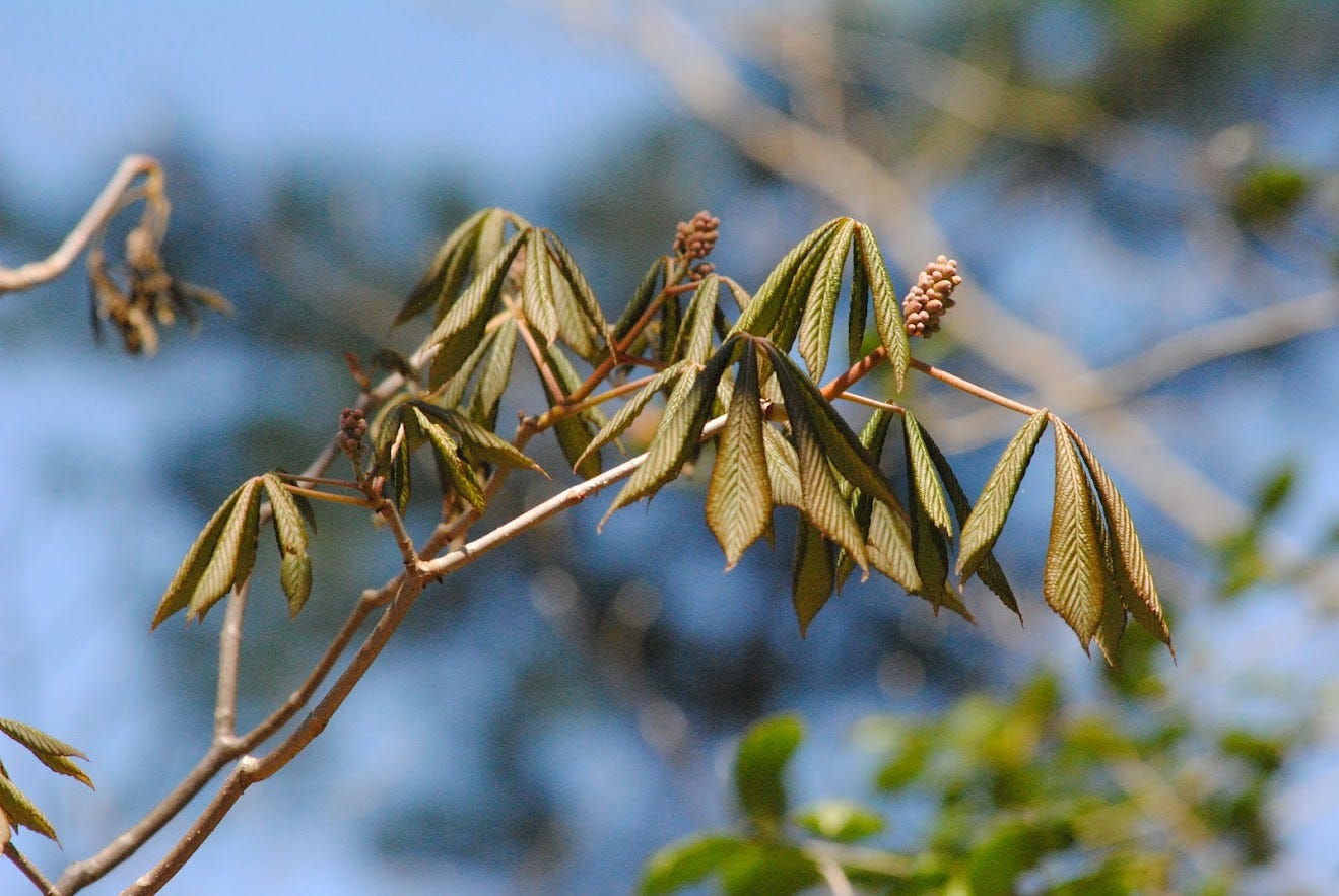 Photo Journal: Mt. Cuba Center - by Lolly Jewett