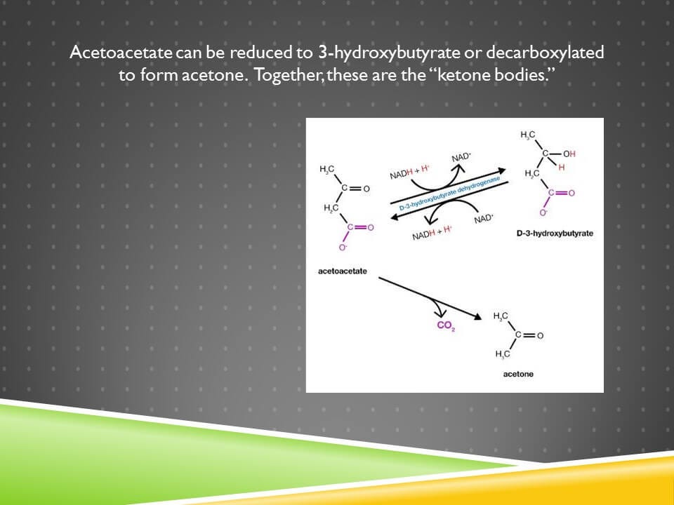 32. This is How Ketogenesis Works