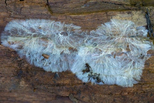 Spores of the Apocalypse, Part 1: The Fruiting Body