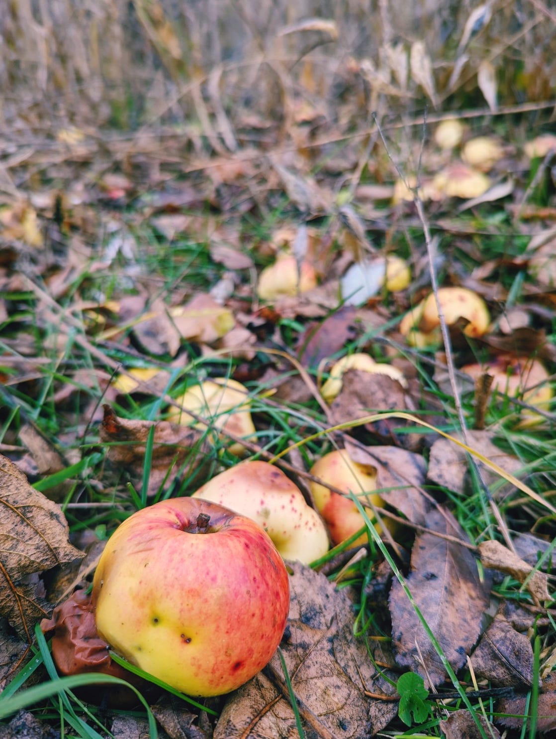 Snapshots of Long Sault Conservation Area Between the Fall & Winter Time