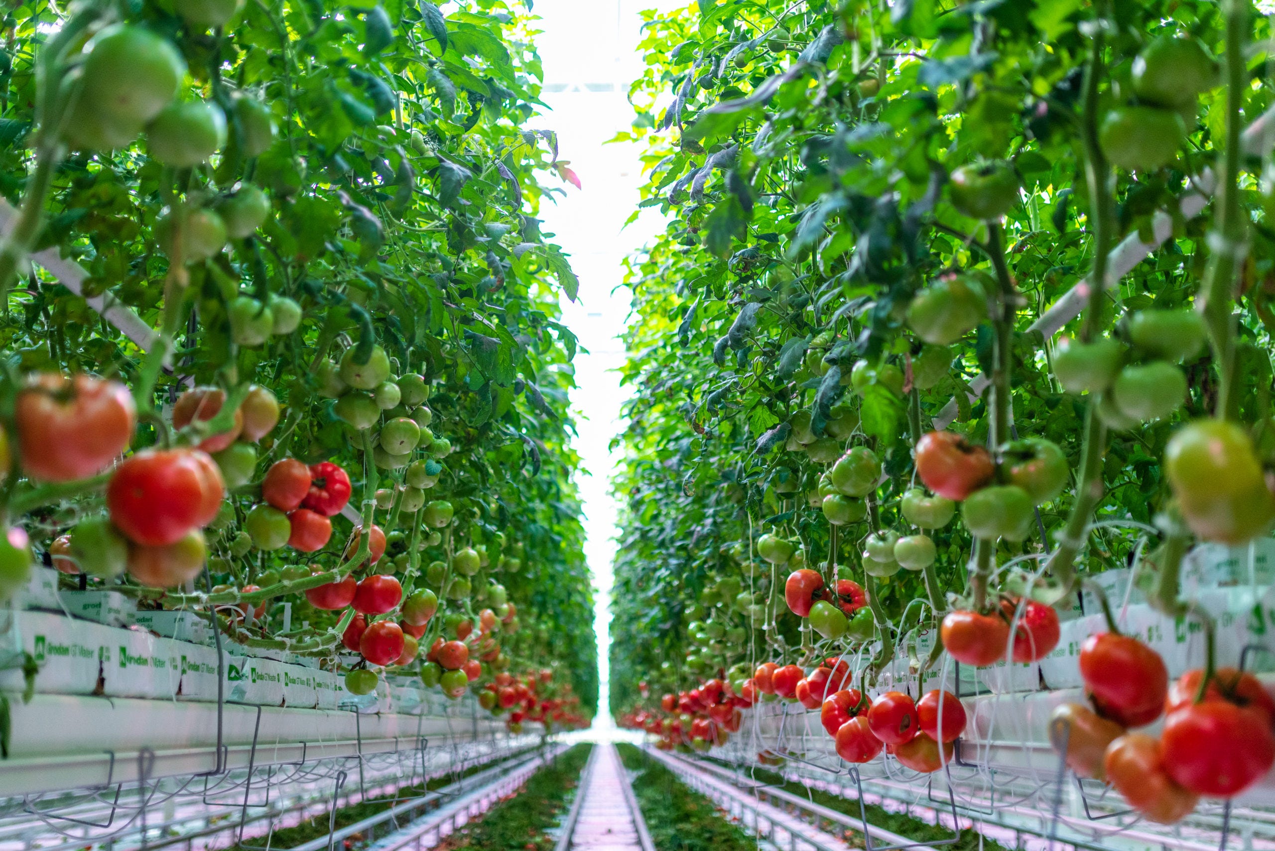 🍅 AppHarvest: Garden of Eden, Just Not Yet