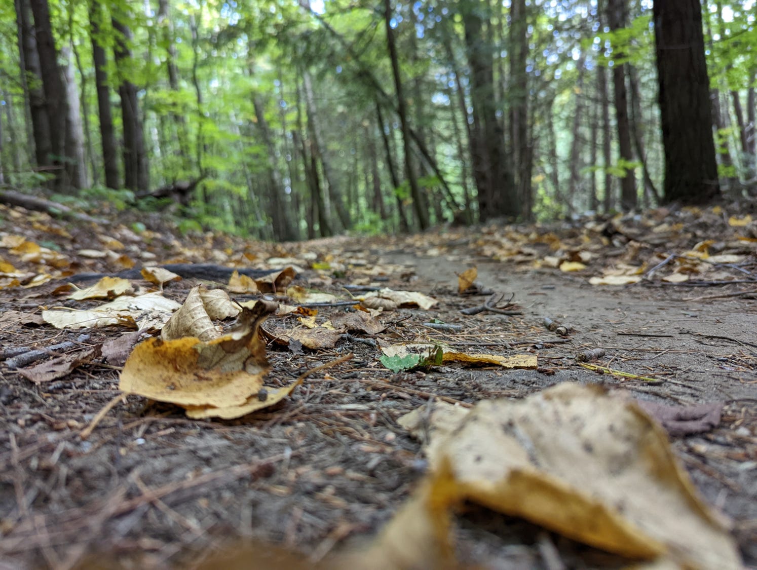 Incredible Colors of the Fall Season on Glen Major Forest Loop Trail