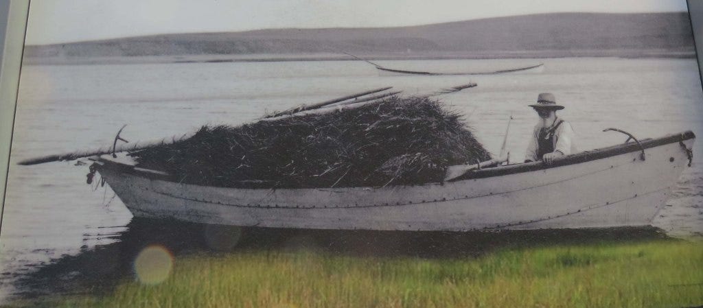 Salt Marsh Hay - by John Daly - John’s Findings