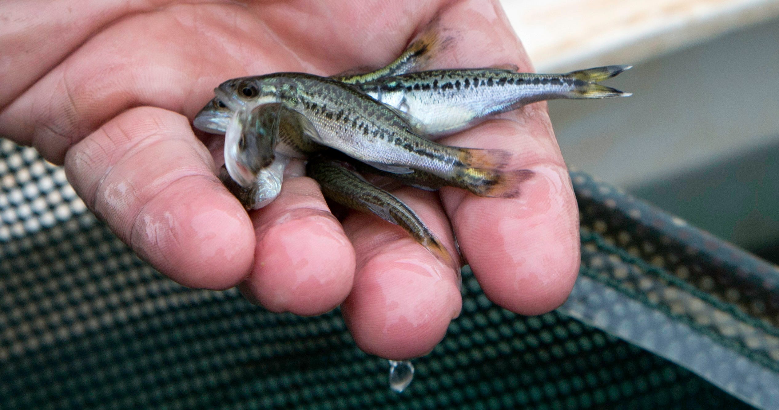 Largemouth Bass Fingerling