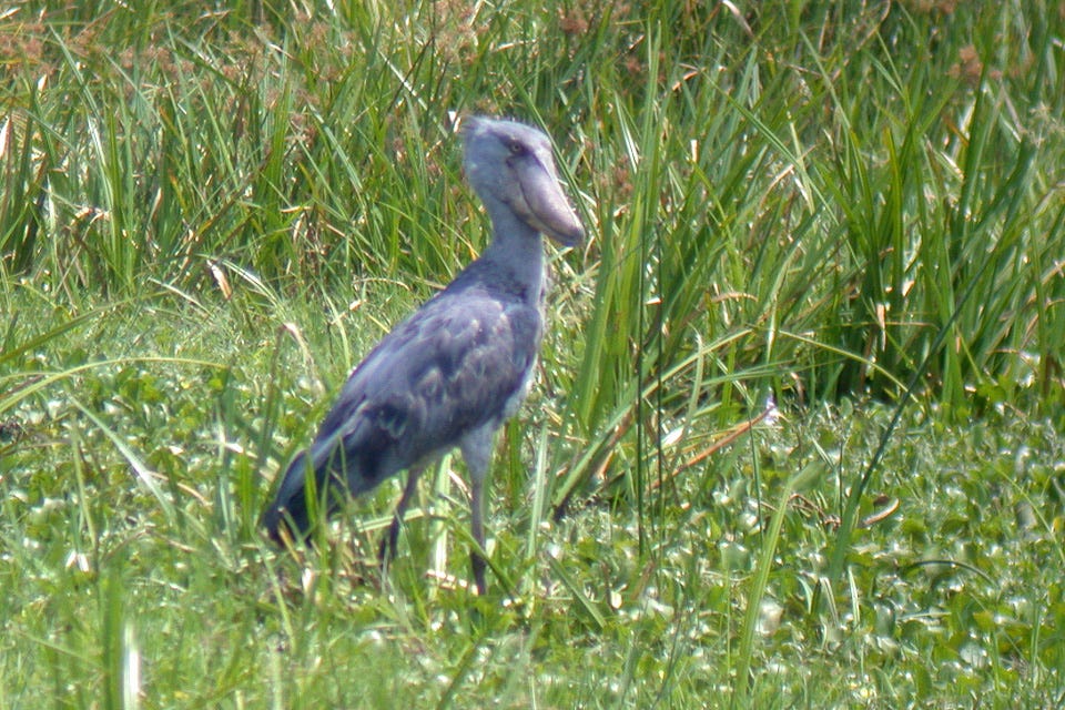 Bird of the Week: Shoebill - by Jack Mirkinson
