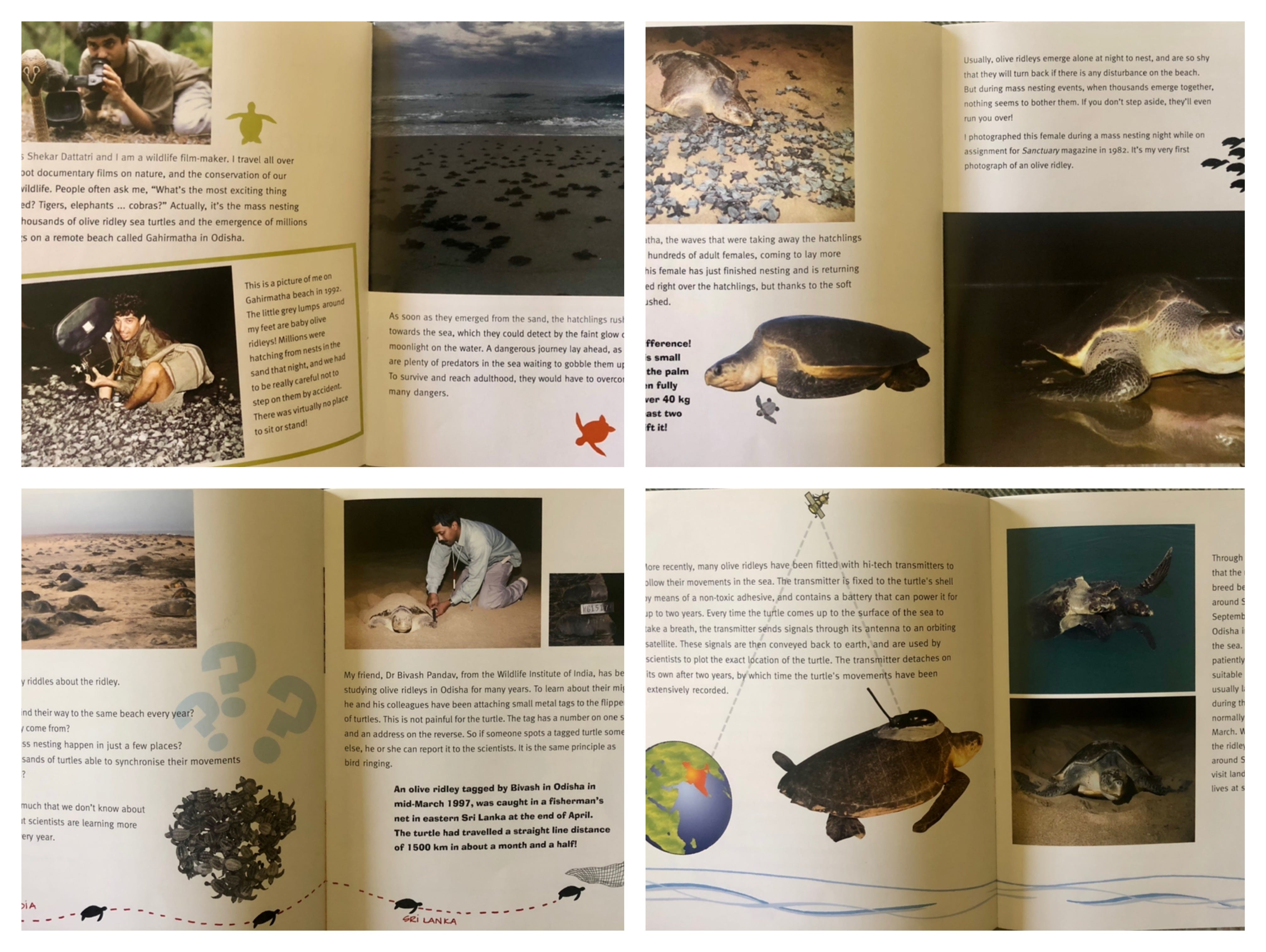 Riddle of the Ridley - by Roopa Baliga