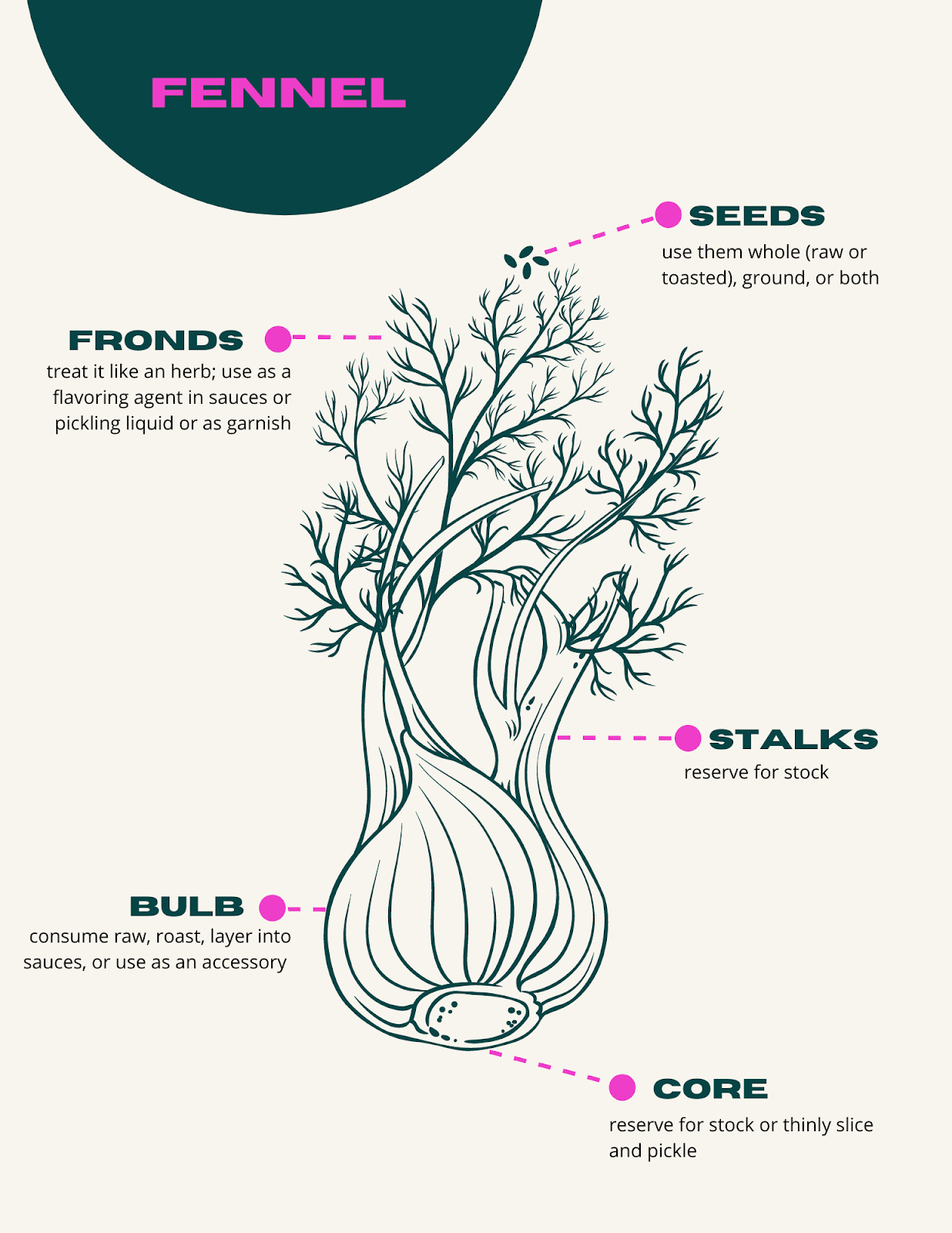 is fennel the food of the summer? - Hot Behind