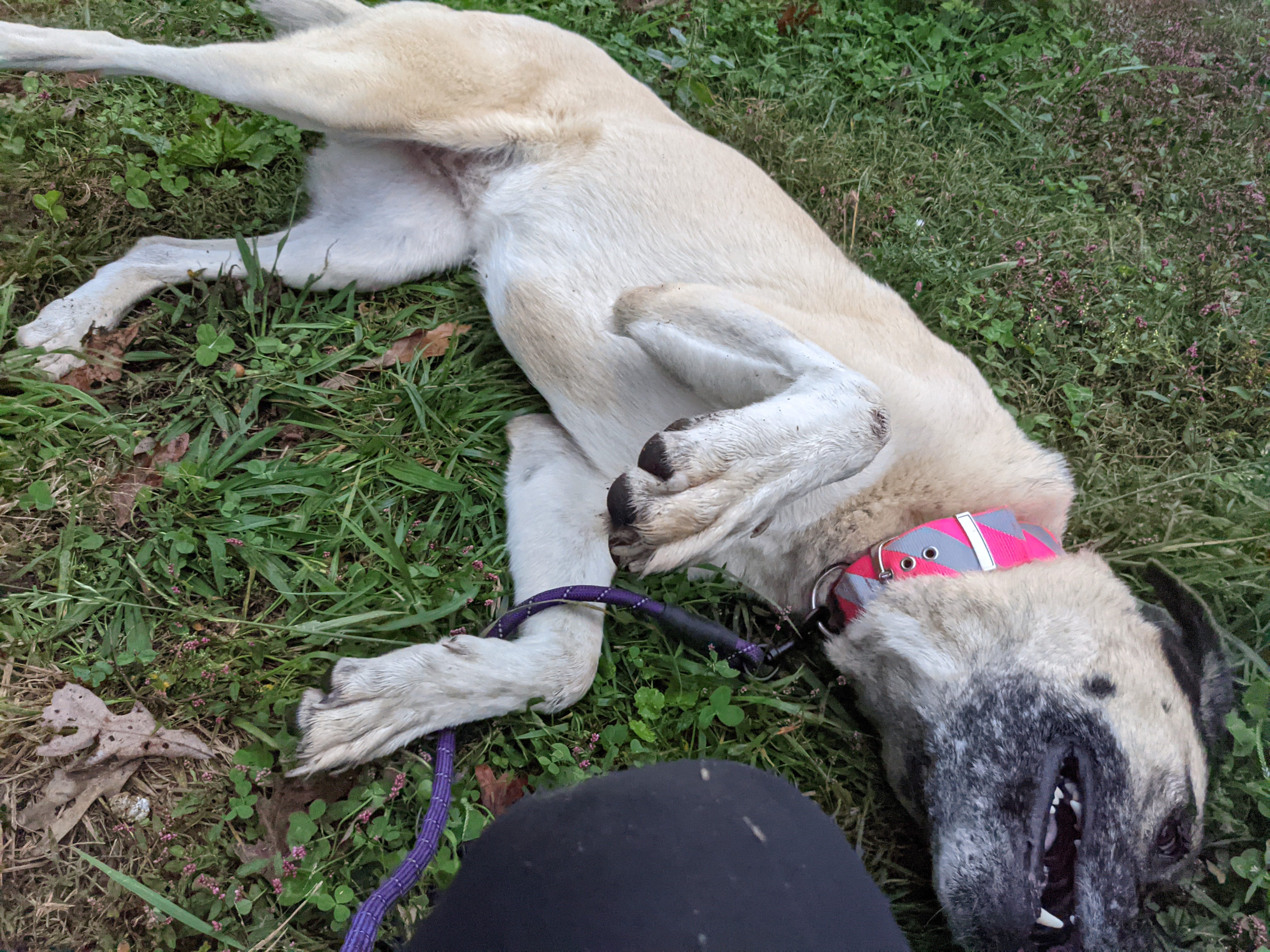 Mooooving On Up - by AC Shilton - AffirmationChickens