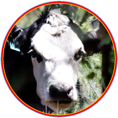 "MURDER COW"? - by John Hamilton Farr - GODDAMN BUFFALO