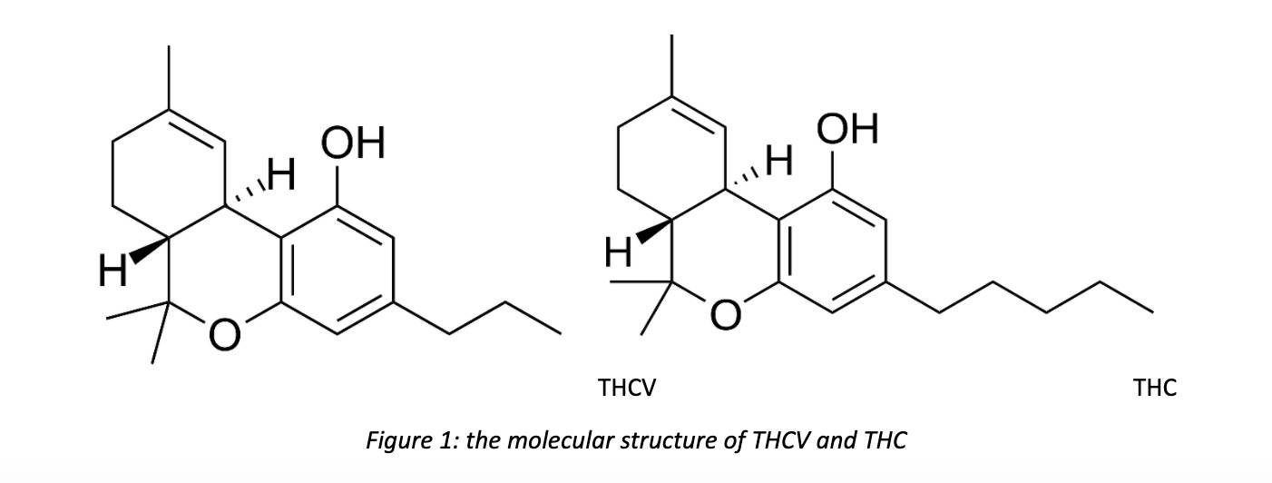 Tetrahydrocannabivarin: The less well known cannabinoid with many ...