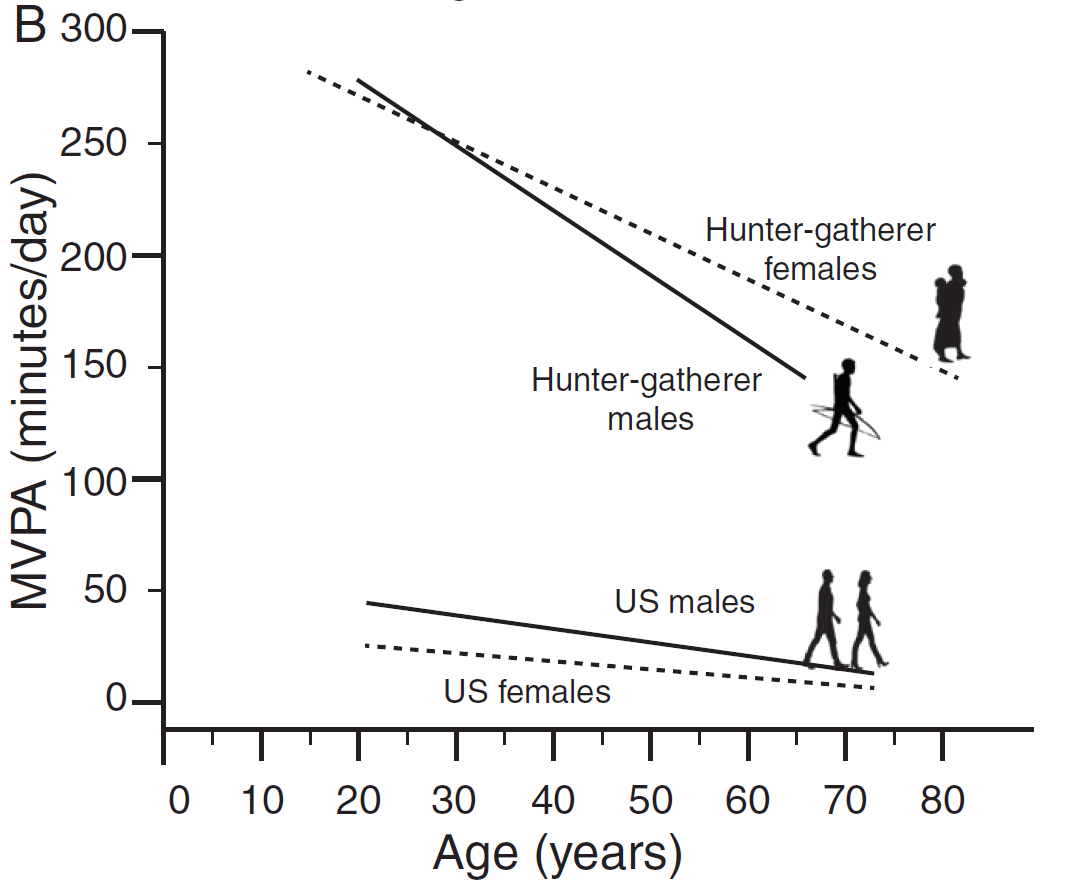 Evolution Explains Why Exercise is Essential, Especially as We Age.