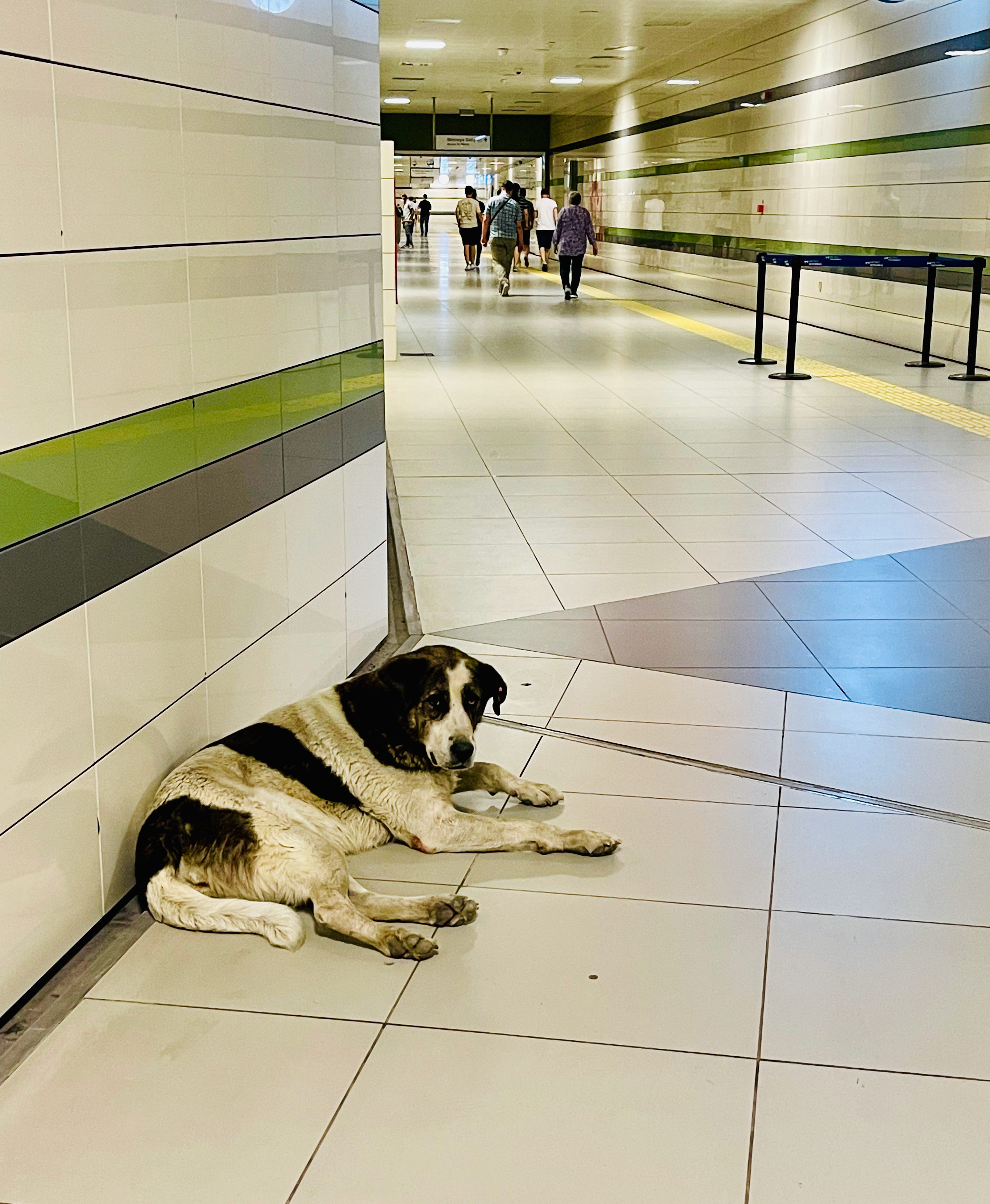 The Cats (and Dogs) of Istanbul