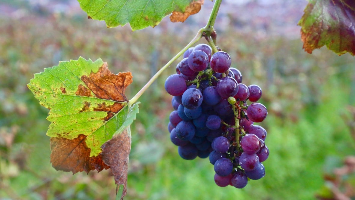 The Other Pinot That Sparkles - EVERYDAY DRINKING