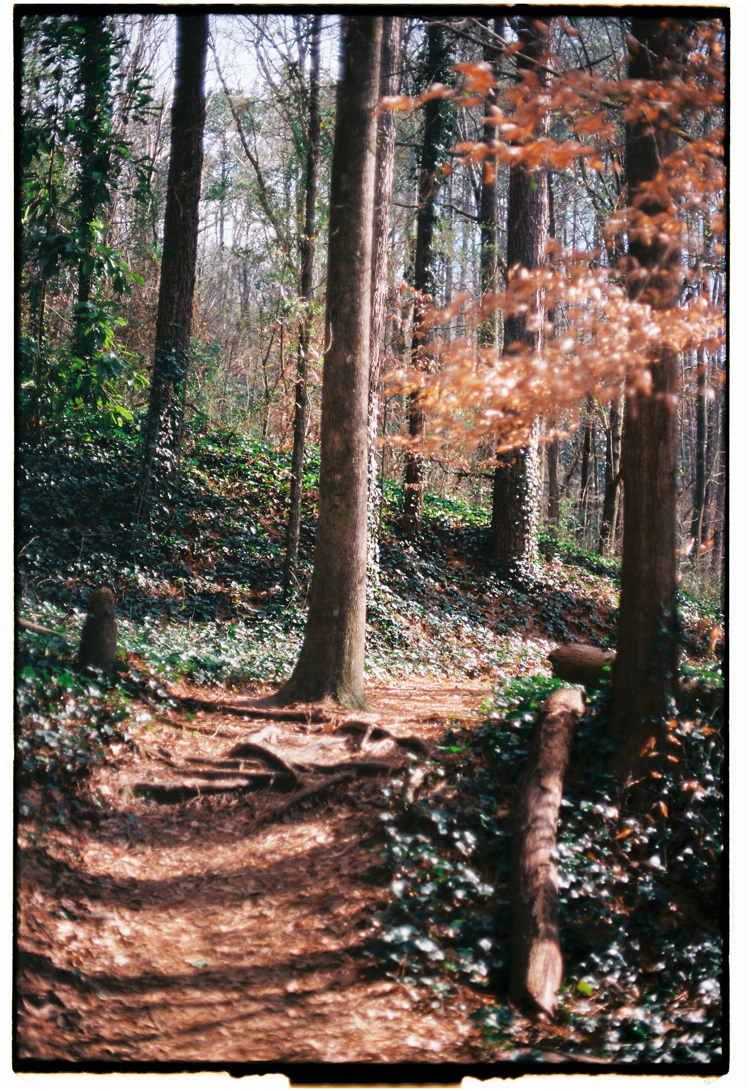 letter nine: walking trails - by Morgan Greene - FRITH