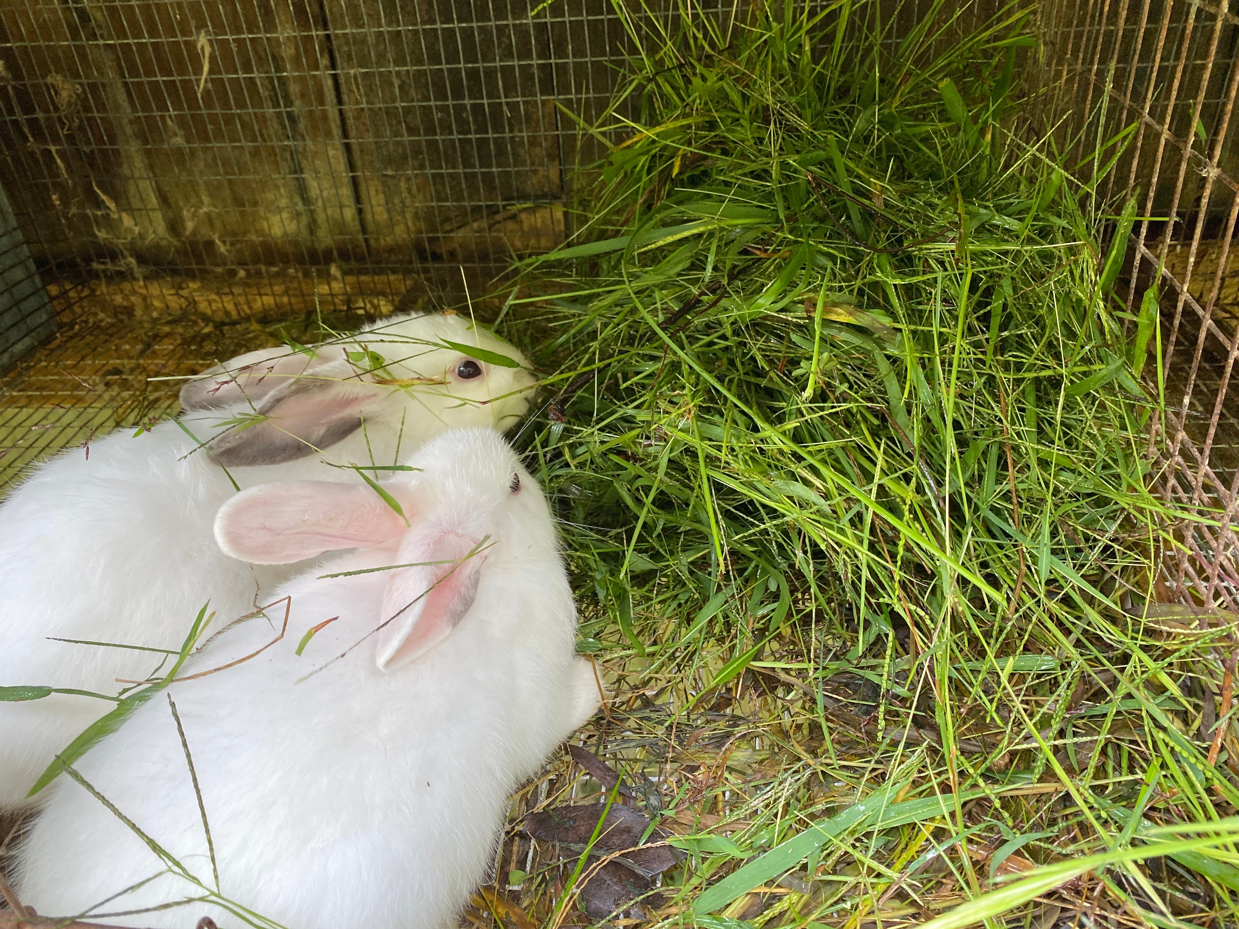 Why You Should Consider Raising Rabbits - by Josh Centers