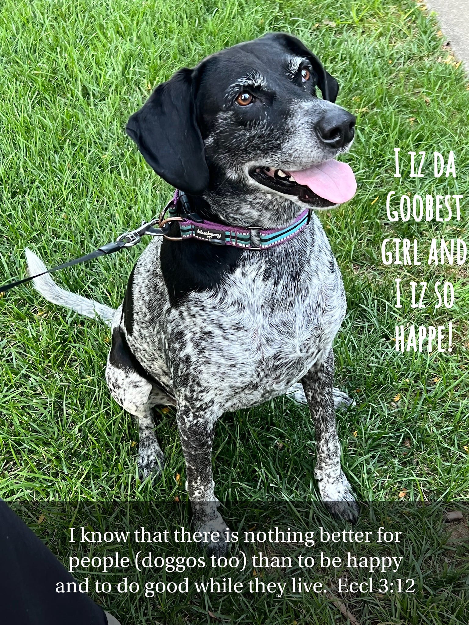 Announcement #1 - Daily Doggo Devotions - by Edward Goode