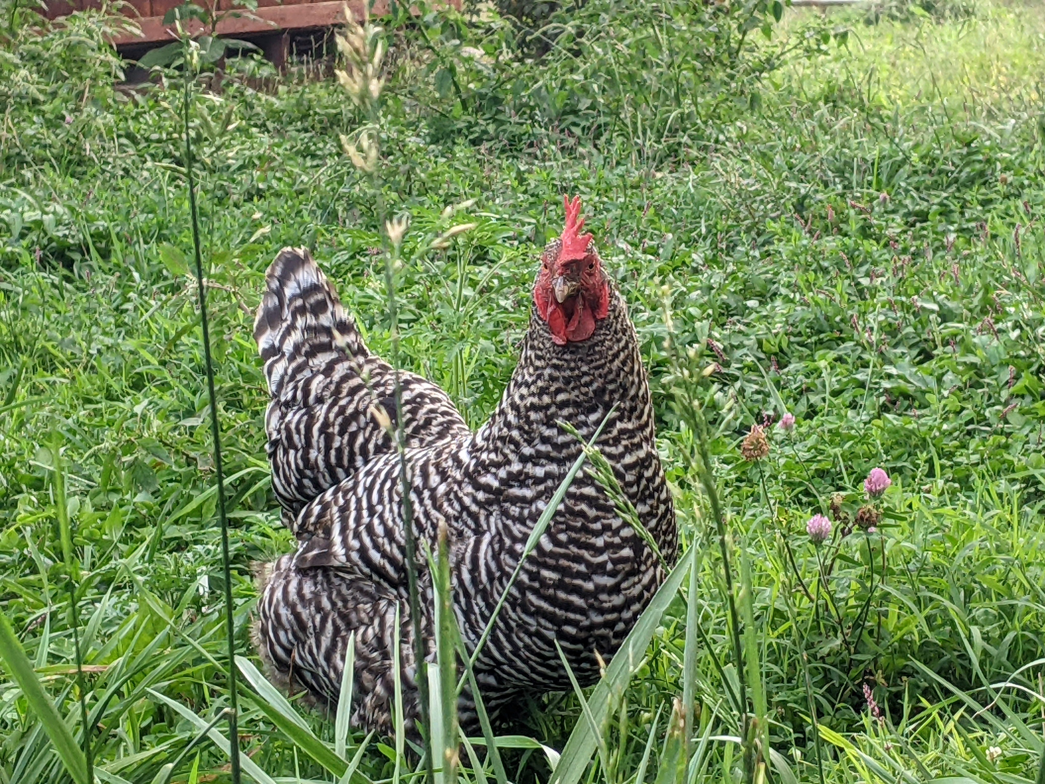 Hunt And Peck For What You Need - by AC Shilton