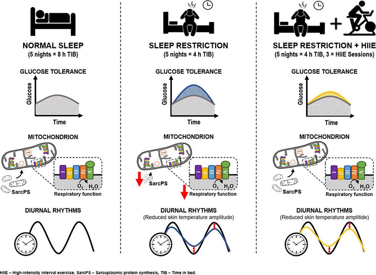 The Ultimate Guide to Sleep and Cardiovascular Health