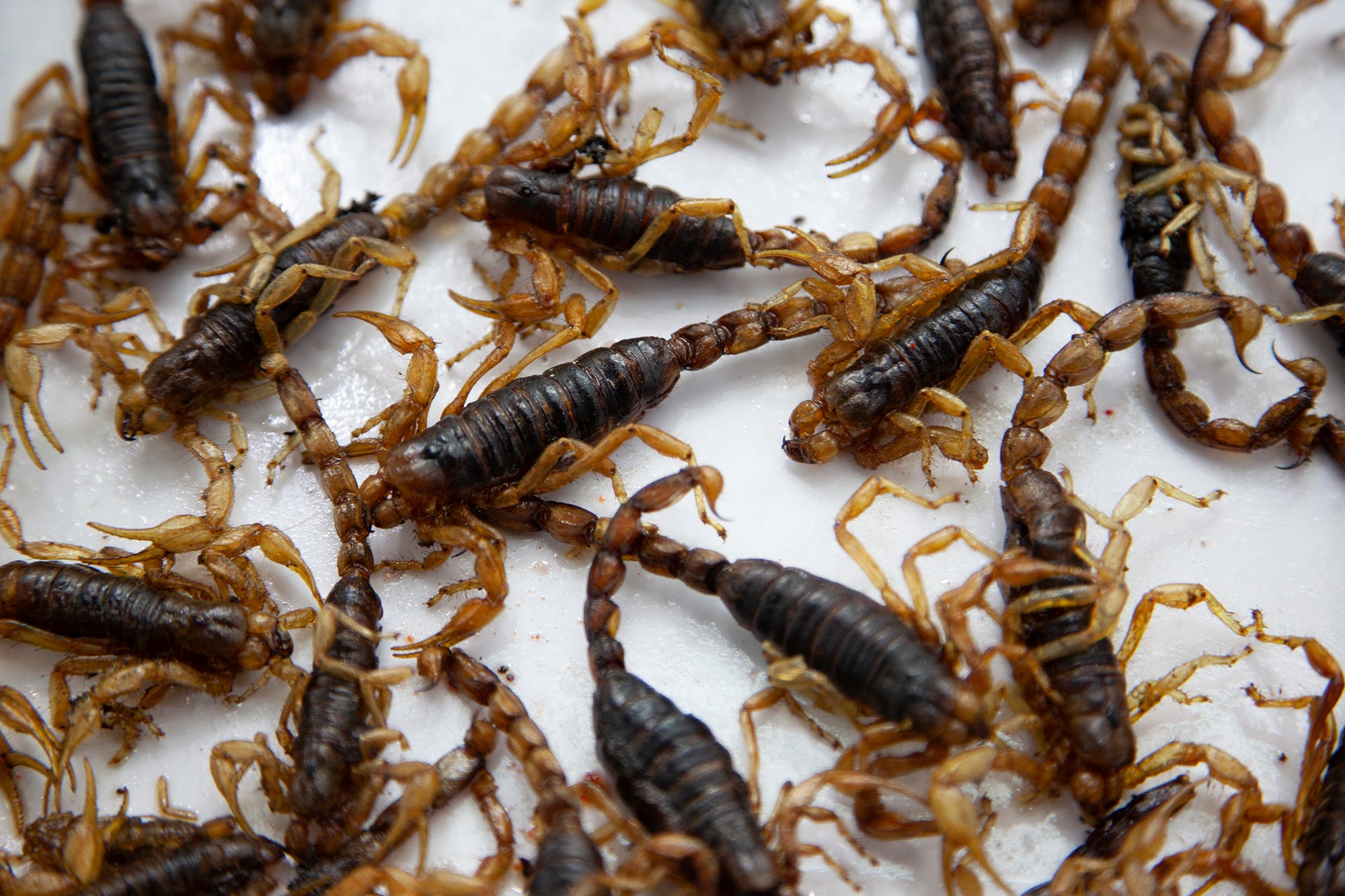 A Guide to the Edible Insects of the Americas