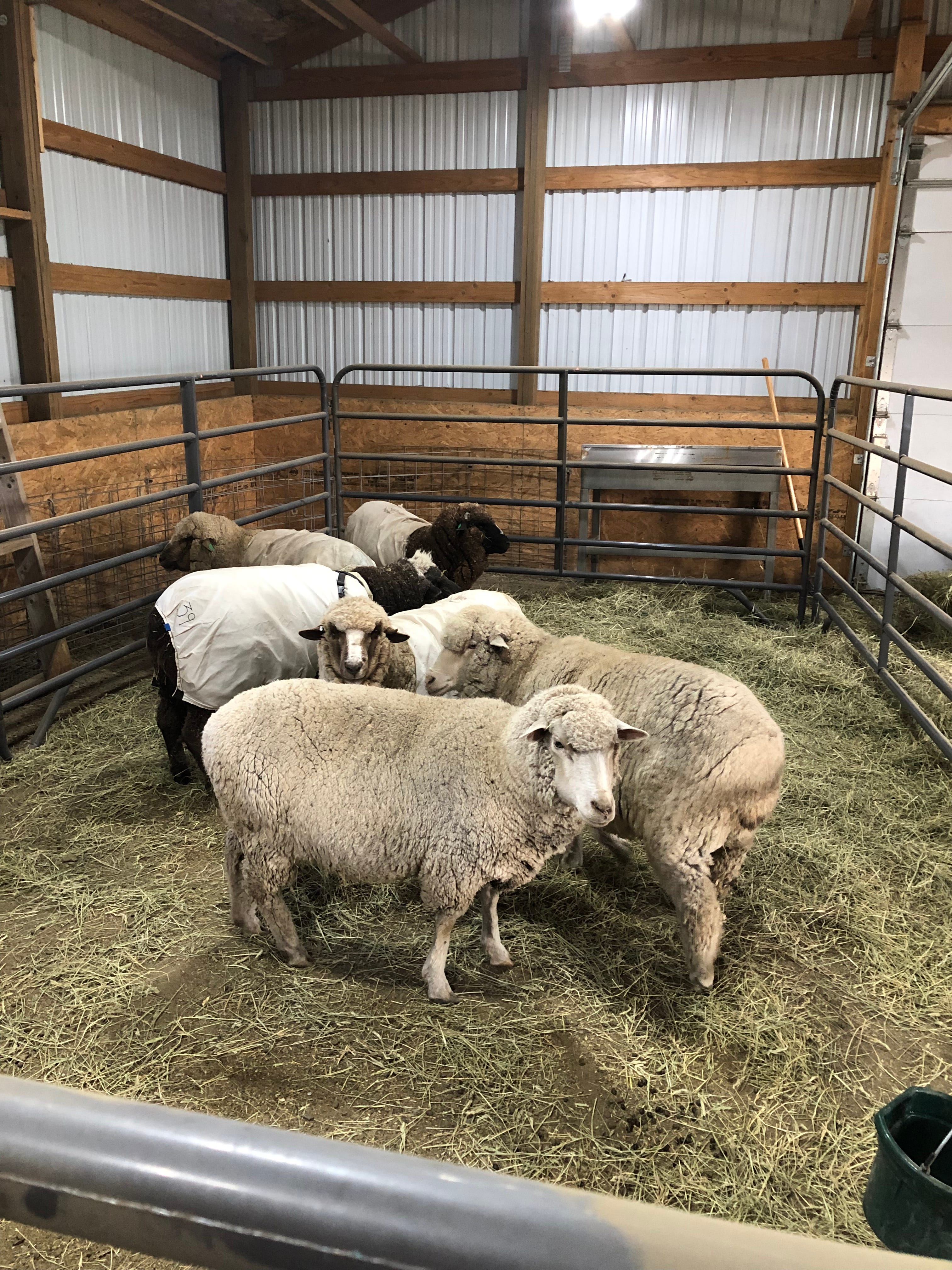 Sheep Wrestling Day - Fat Turkey Farm