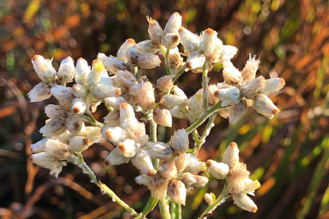 Sweet Everlasting - by Diane Porter - My Gaia