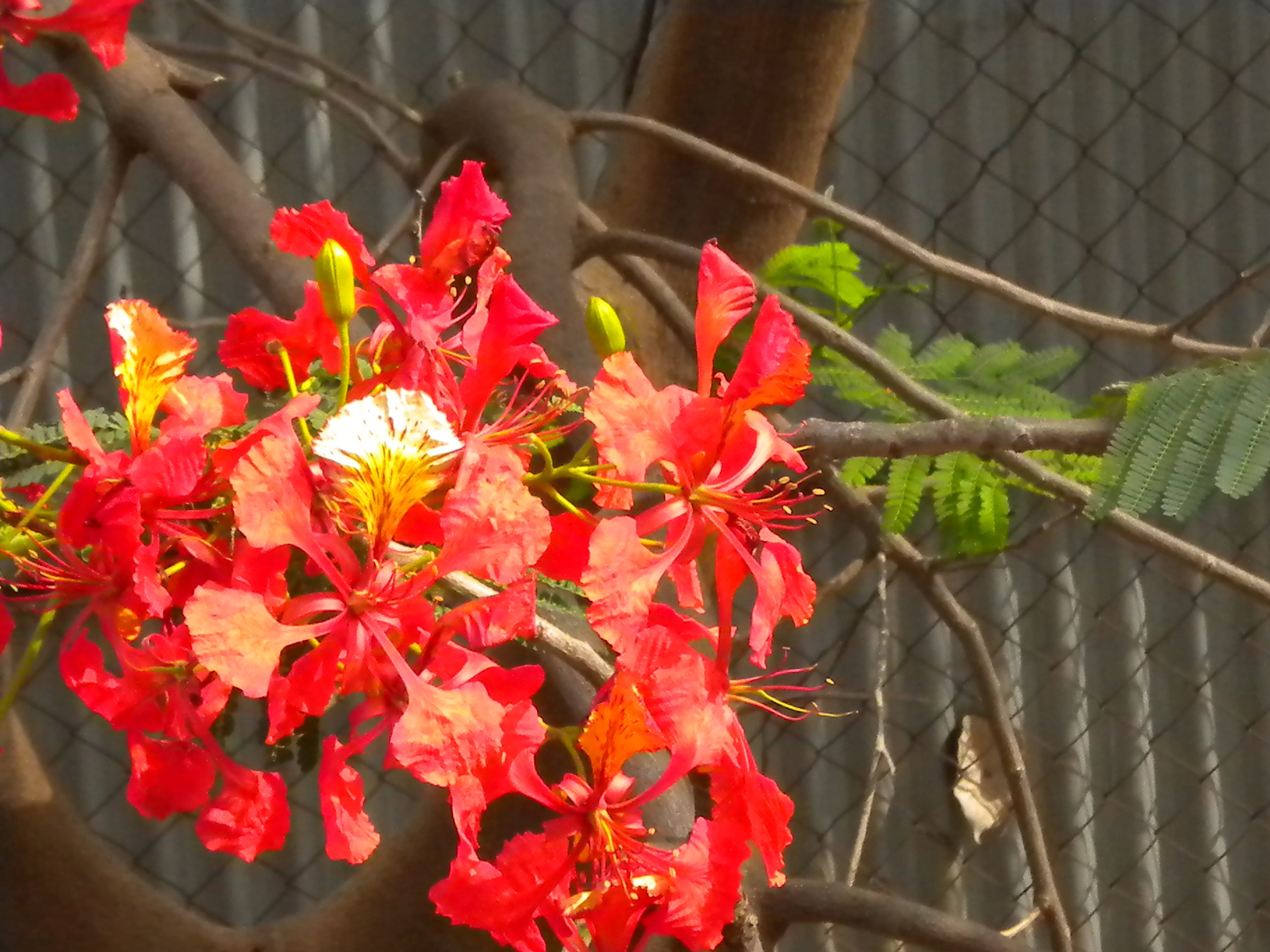 Learn About Five Trees of Urbania - by Giridhar Pai