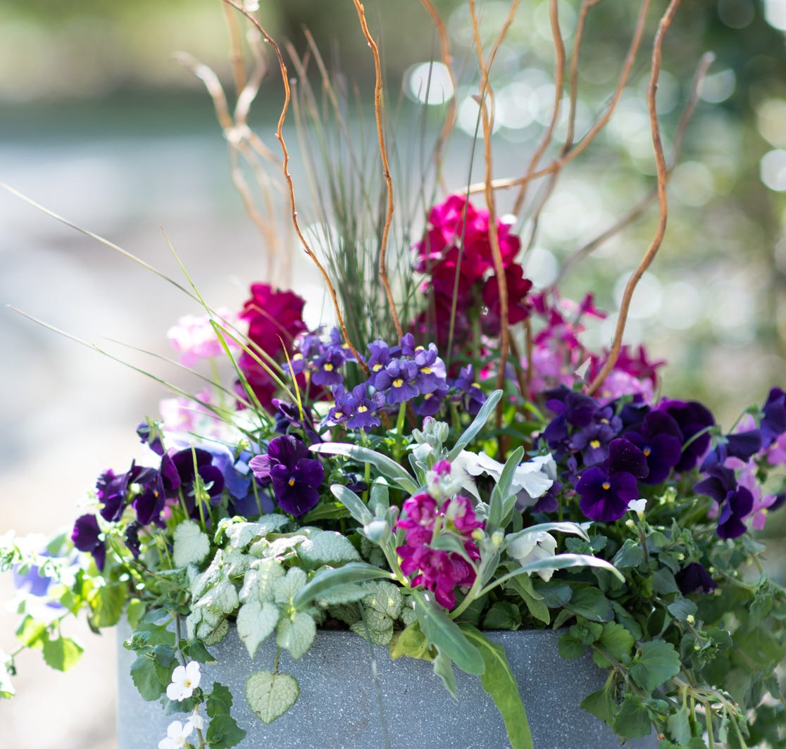 Designing Early Spring Containers - by Laura Janney