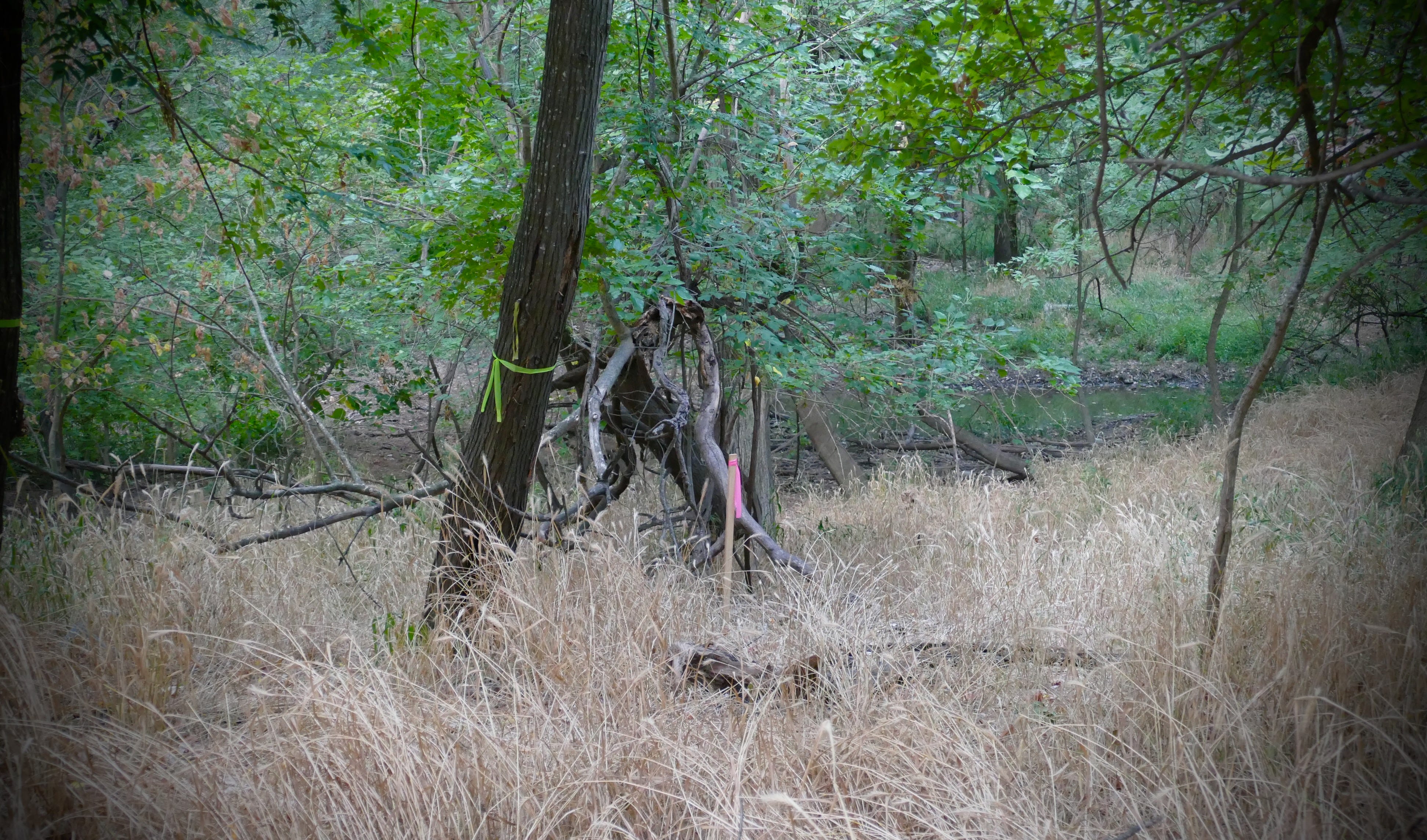 Some August auspices - by Christopher Brown - Field Notes